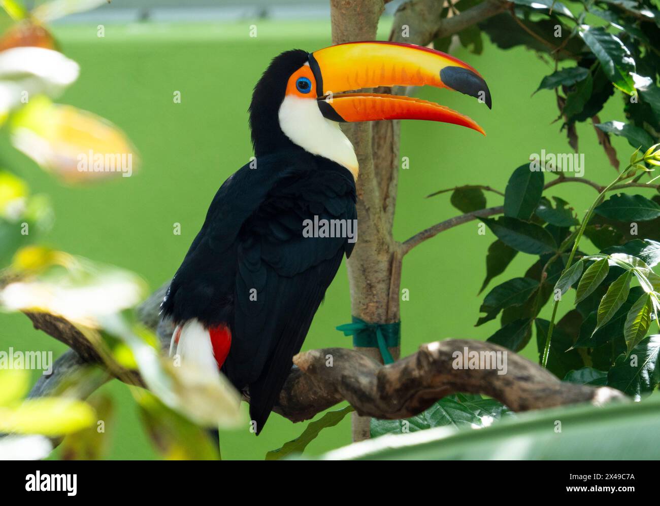 4/2/24, Naples, Florida, United States Toco Toucan on display at the ...