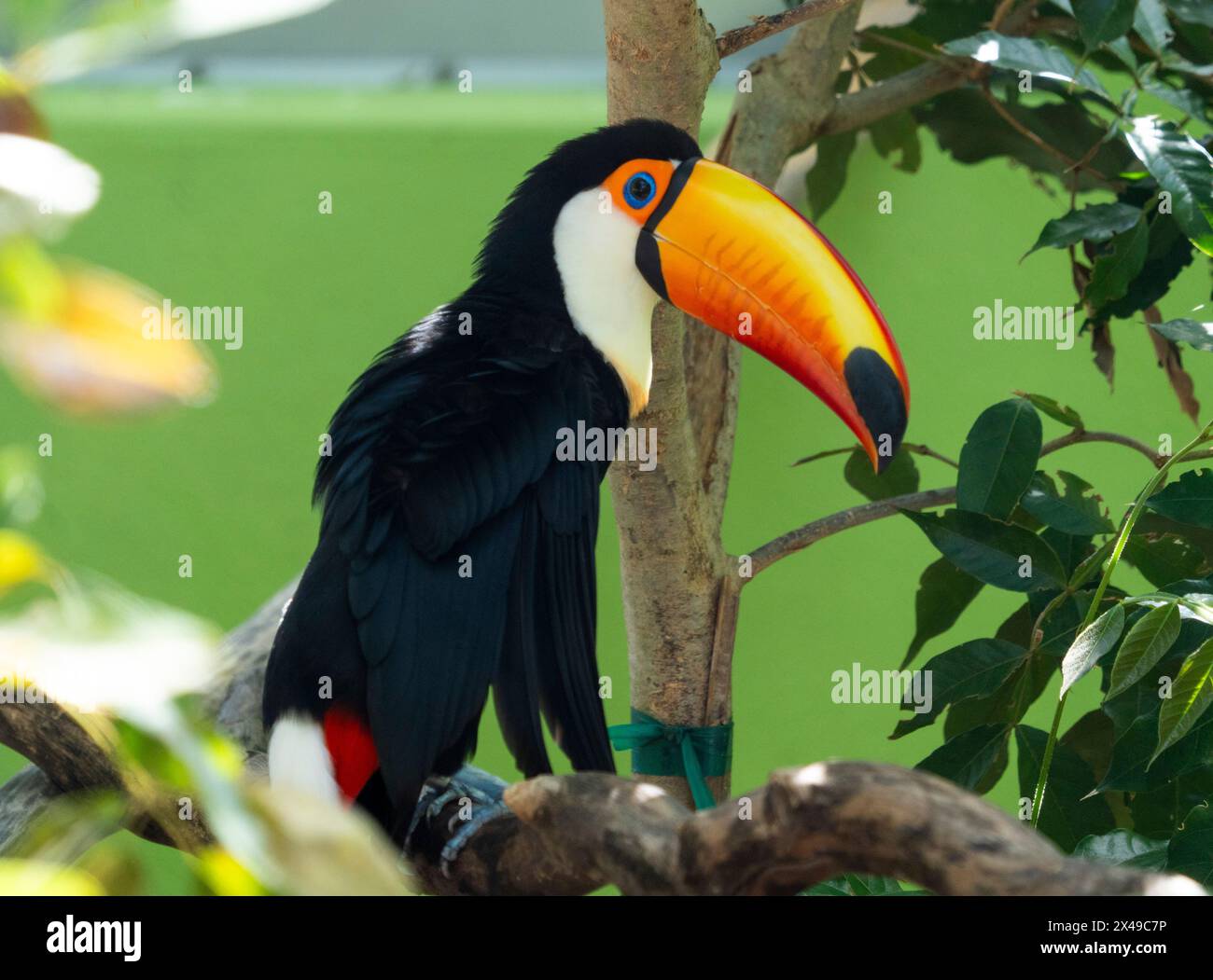 White patch on toucan neck hi-res stock photography and images - Alamy