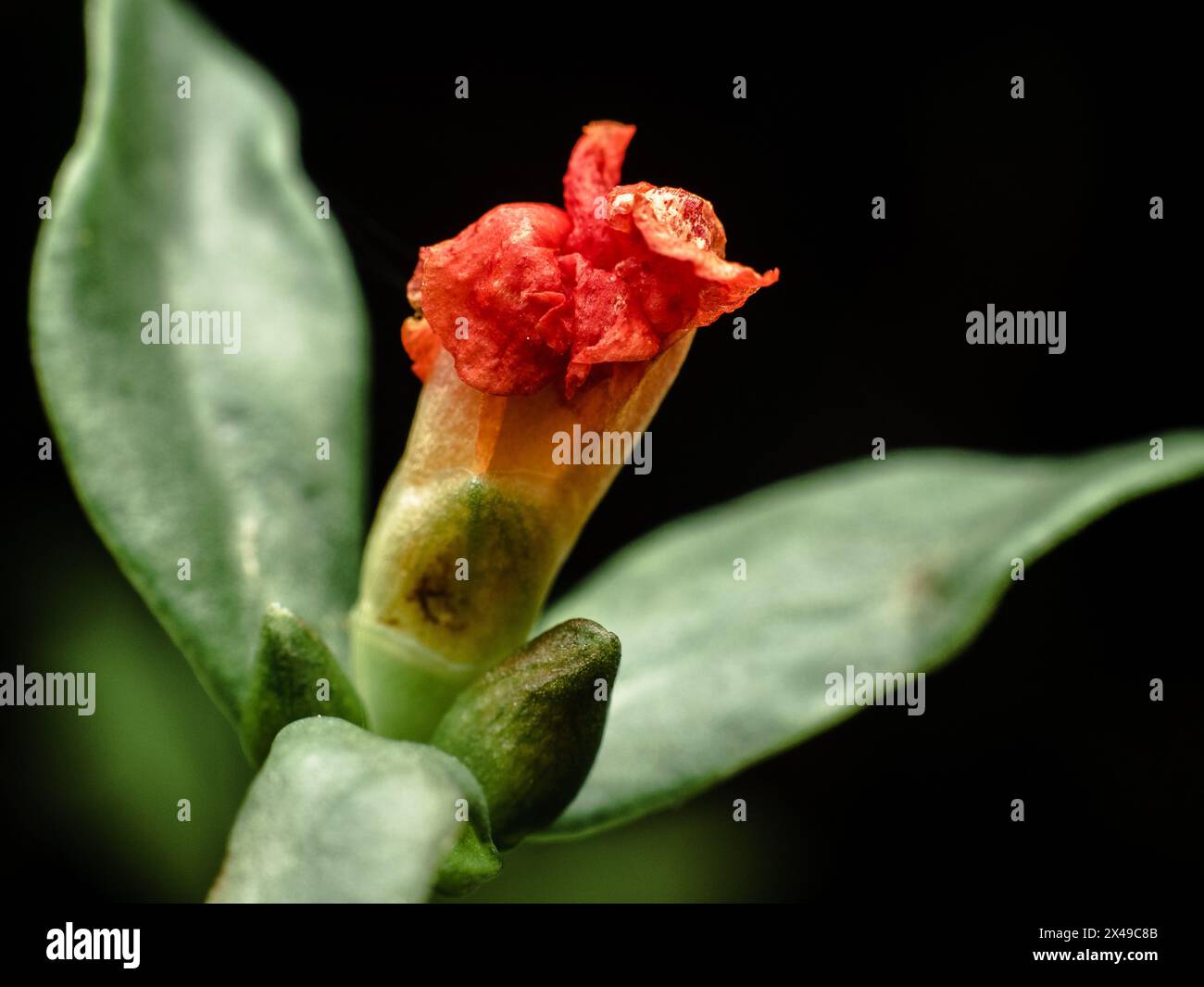 Withered pink rose moss flower under macro photography Stock Photo - Alamy