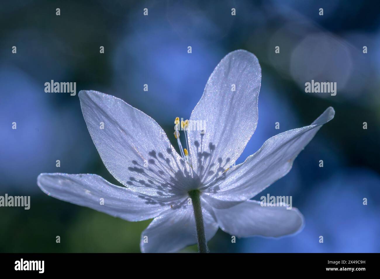 Close-up Underside Detail of a Single Wood Anemone Flower (Anemone ...