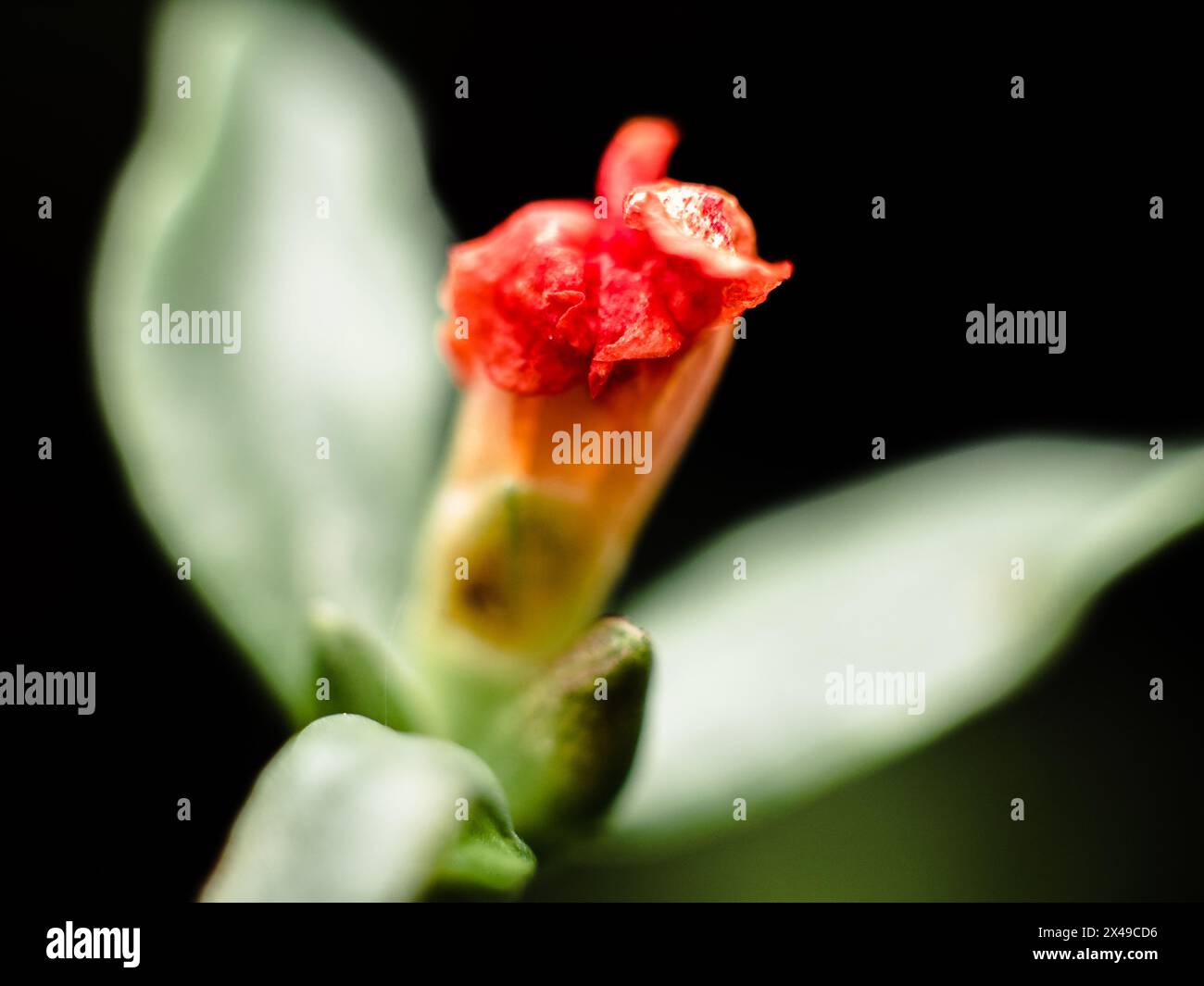 Pink rose moss flower hi-res stock photography and images - Alamy
