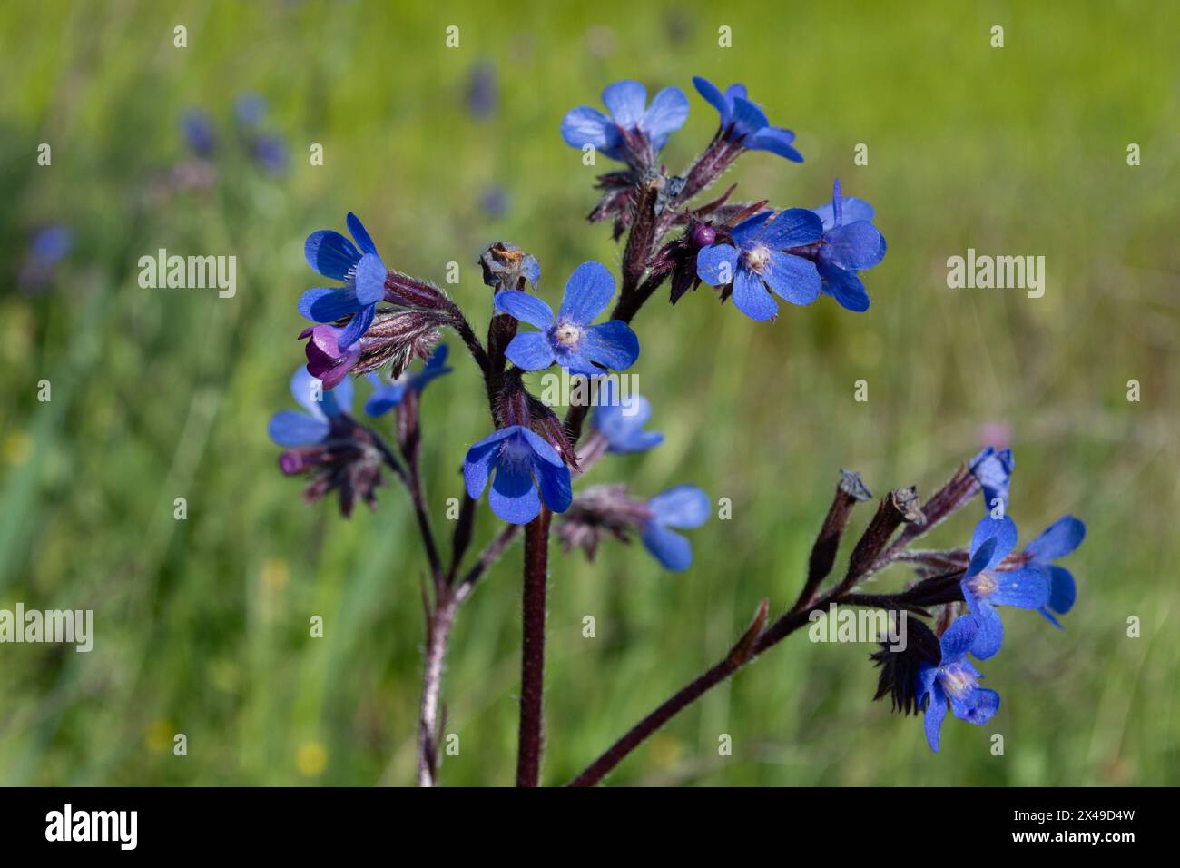 Lengua azul de lengua azul hi-res stock photography and images - Alamy