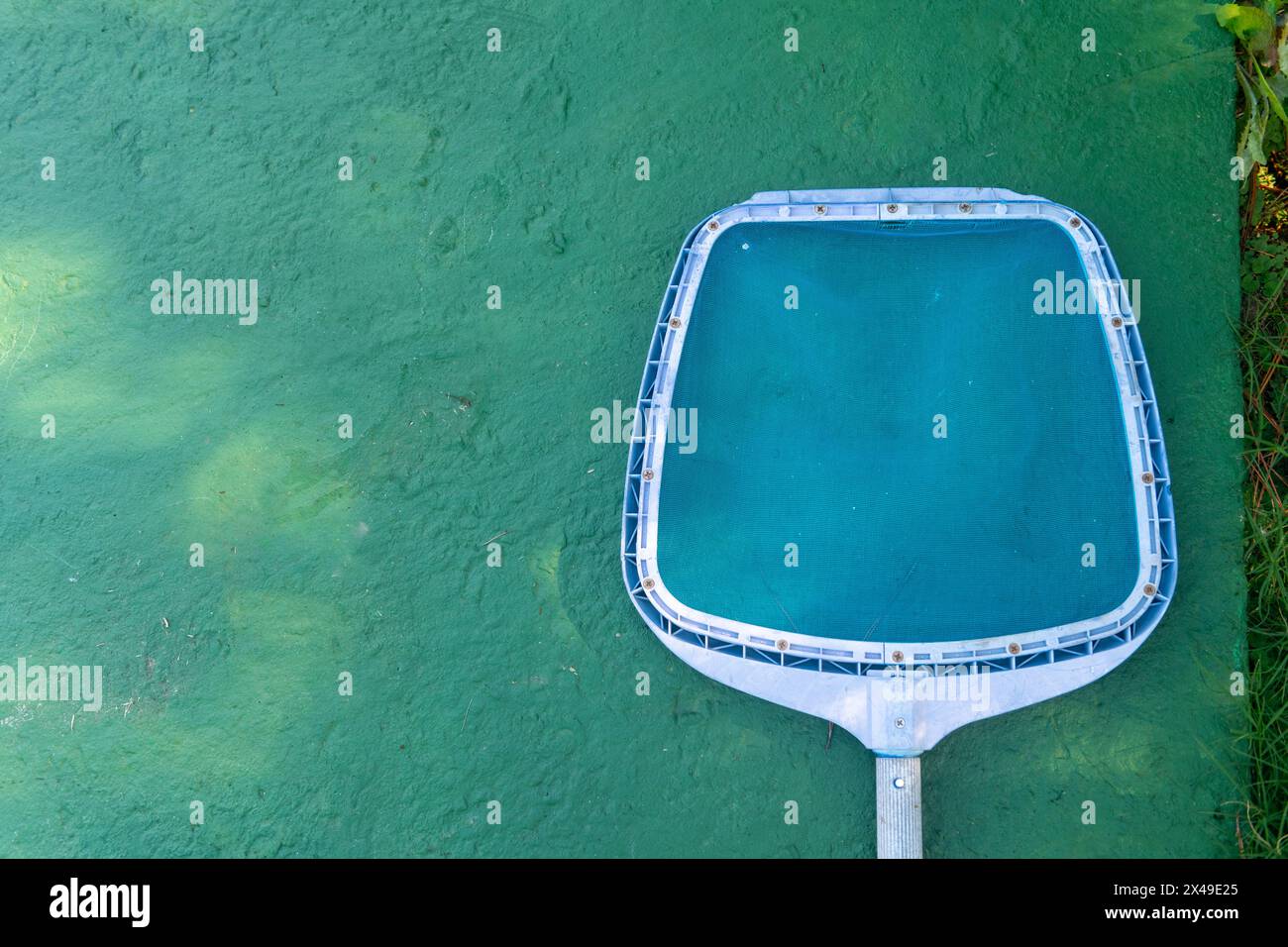 A blue pool cleaning net over a a green surface. The cleaning net is in ...
