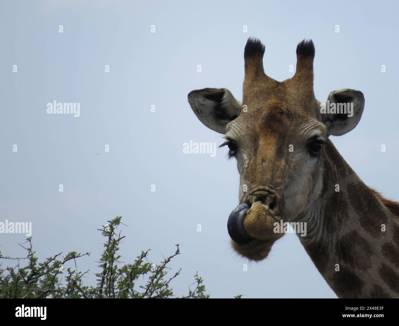 Giraffe nose hi-res stock photography and images - Alamy