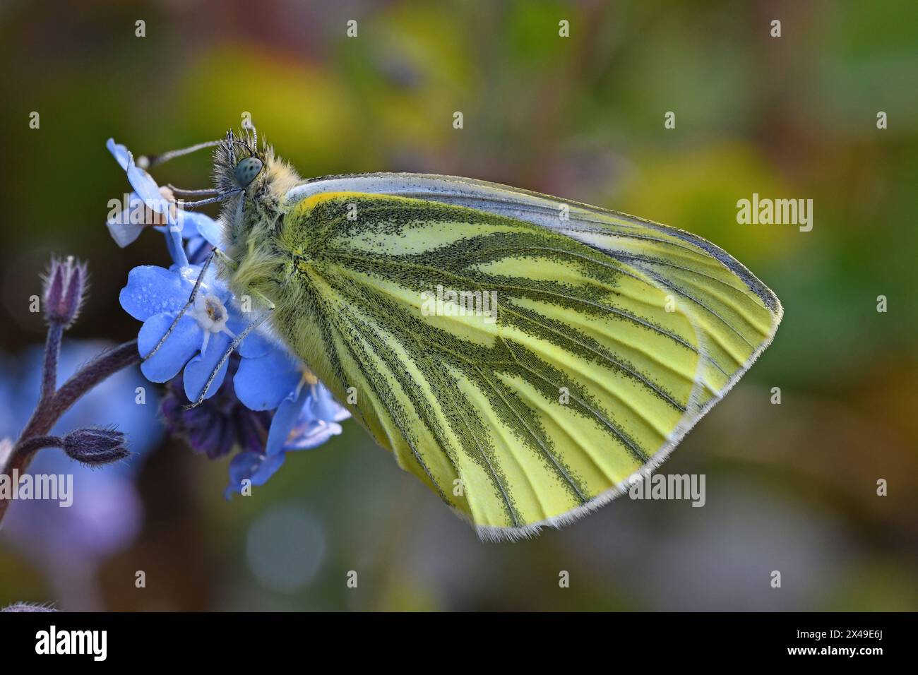 Green-veined White butterfly, Pieris Napi, Spring Brood showing ...