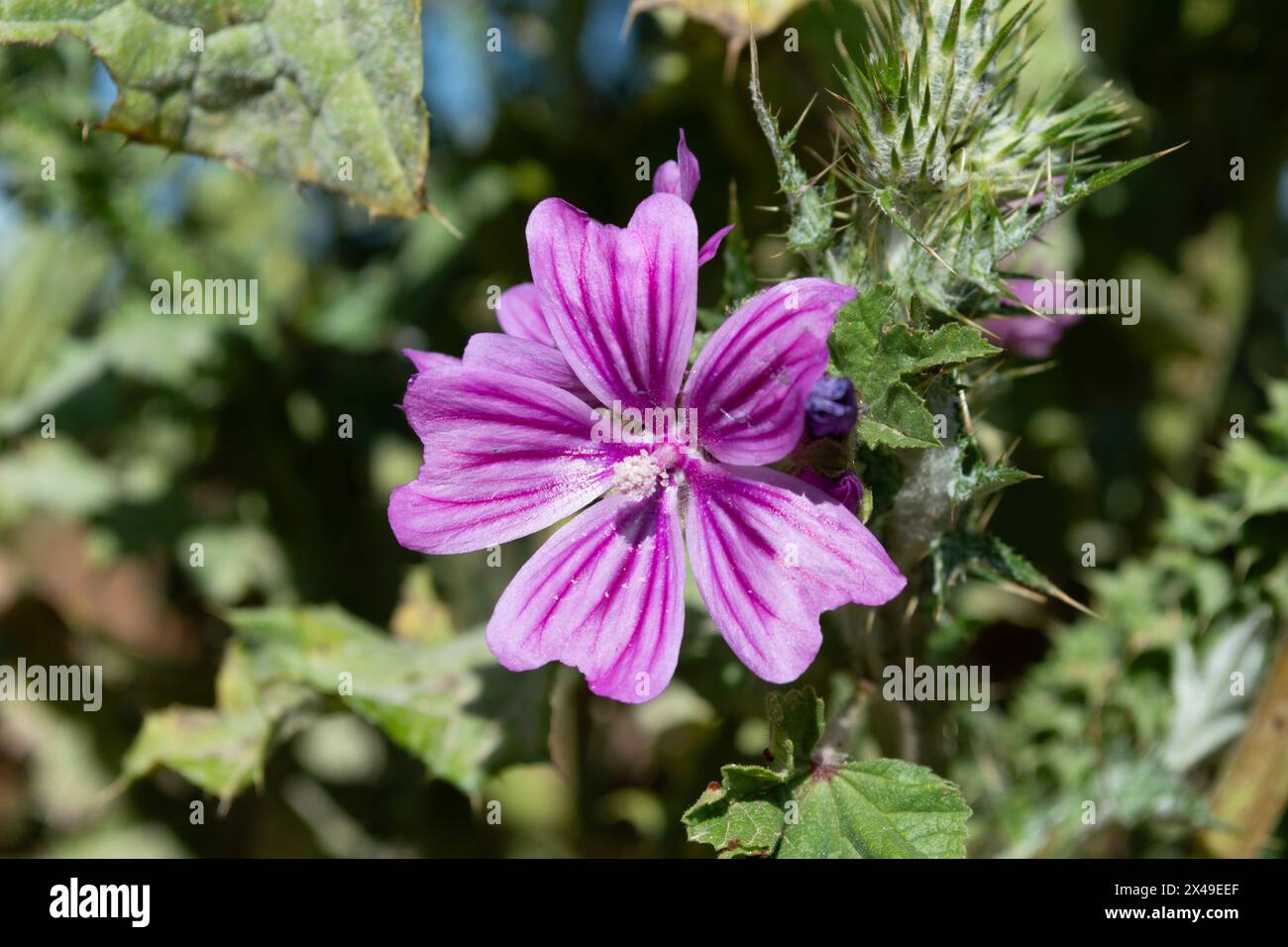 Flores silvestres de colores hi-res stock photography and images - Alamy
