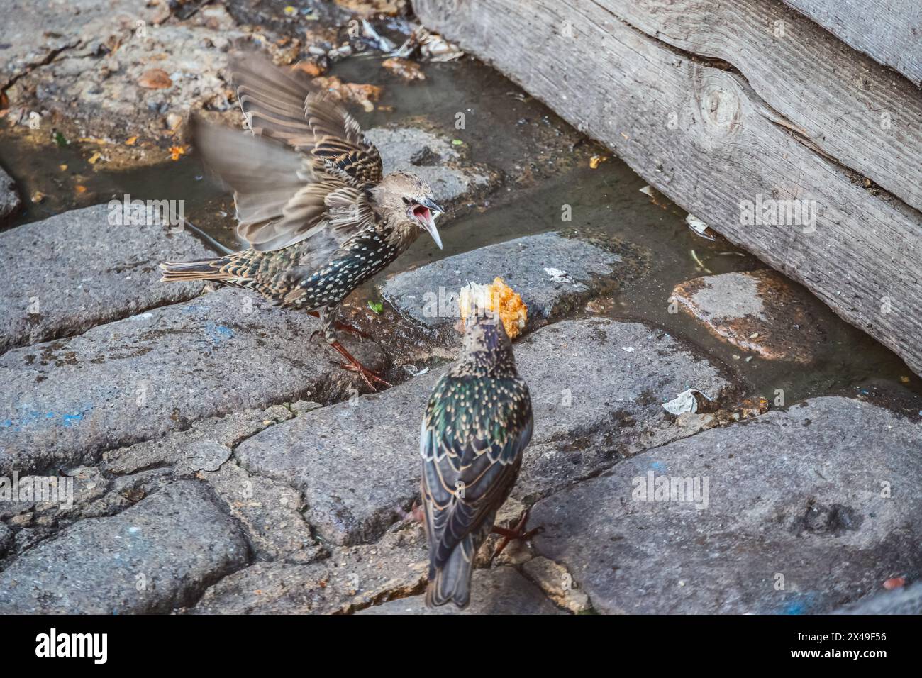 Two starling birds fighting over a chicken piece discarded by tourists ...