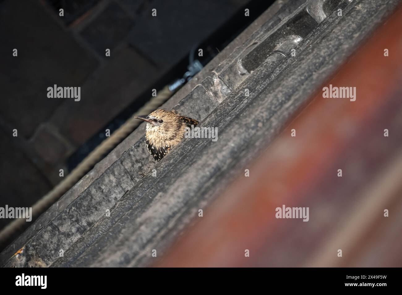A common starling bird peeking out under roof of Camden market in ...
