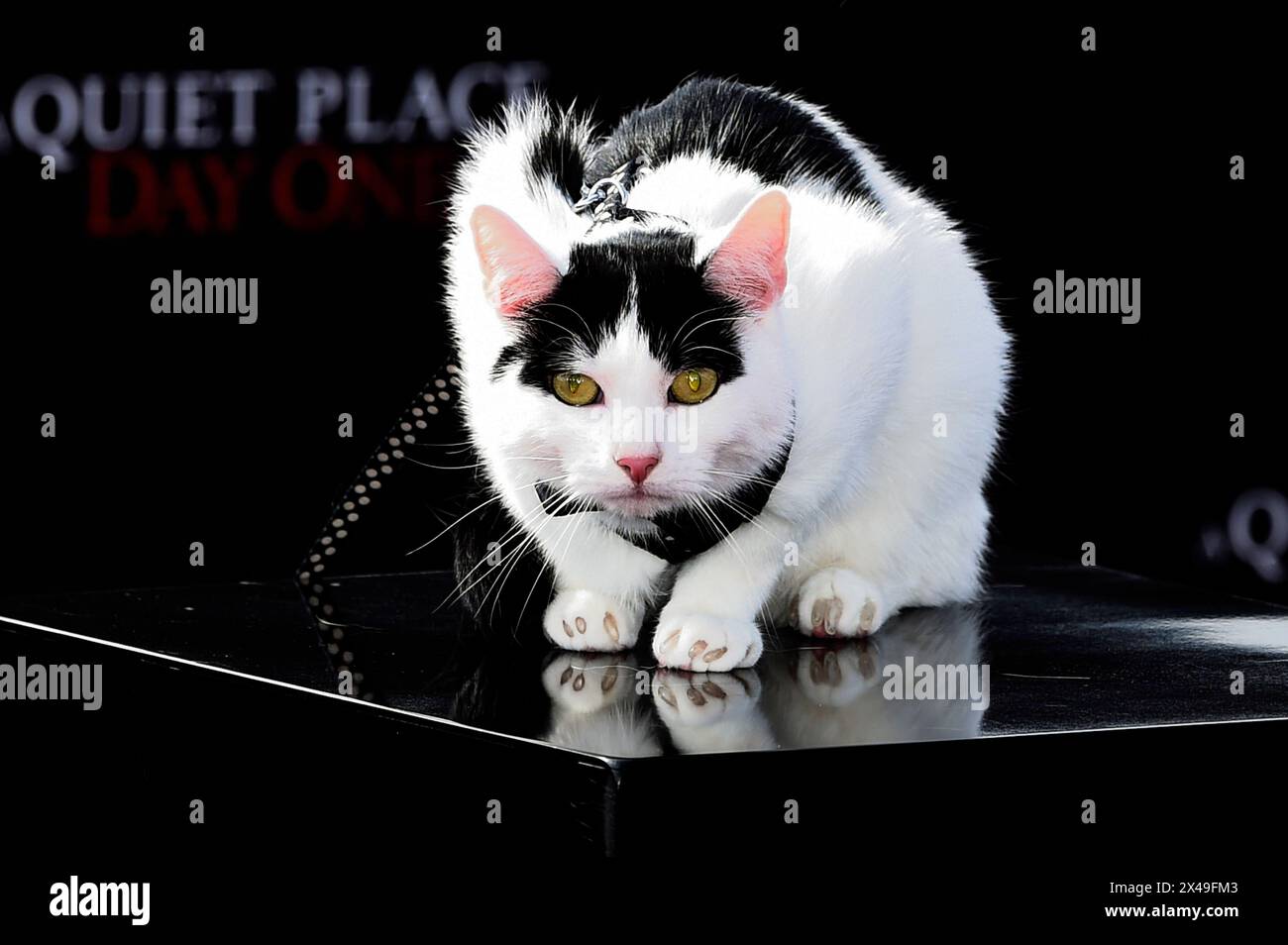 Katze Schnitzel beim Photocall zum Kinofilm A Quiet Place: Day One / A ...