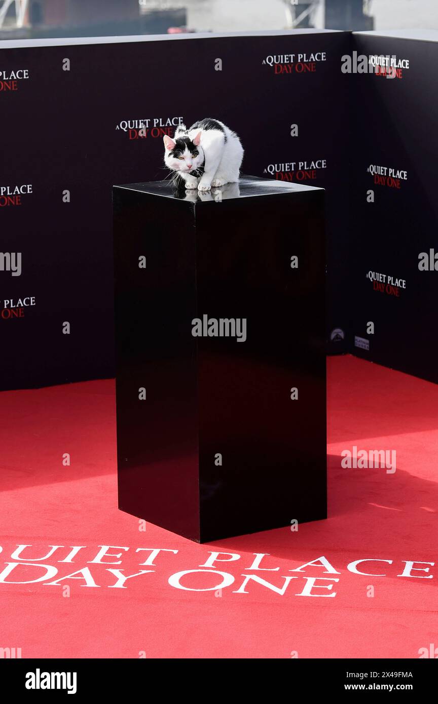 Katze Schnitzel beim Photocall zum Kinofilm A Quiet Place: Day One / A ...