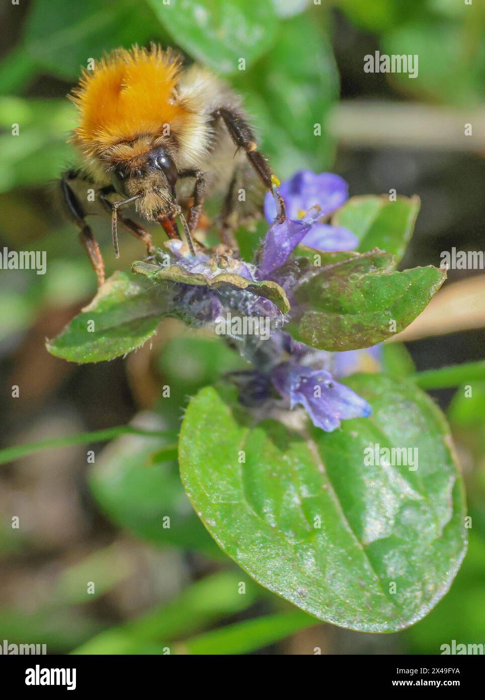 Rspb portmore 2024 hi-res stock photography and images - Alamy