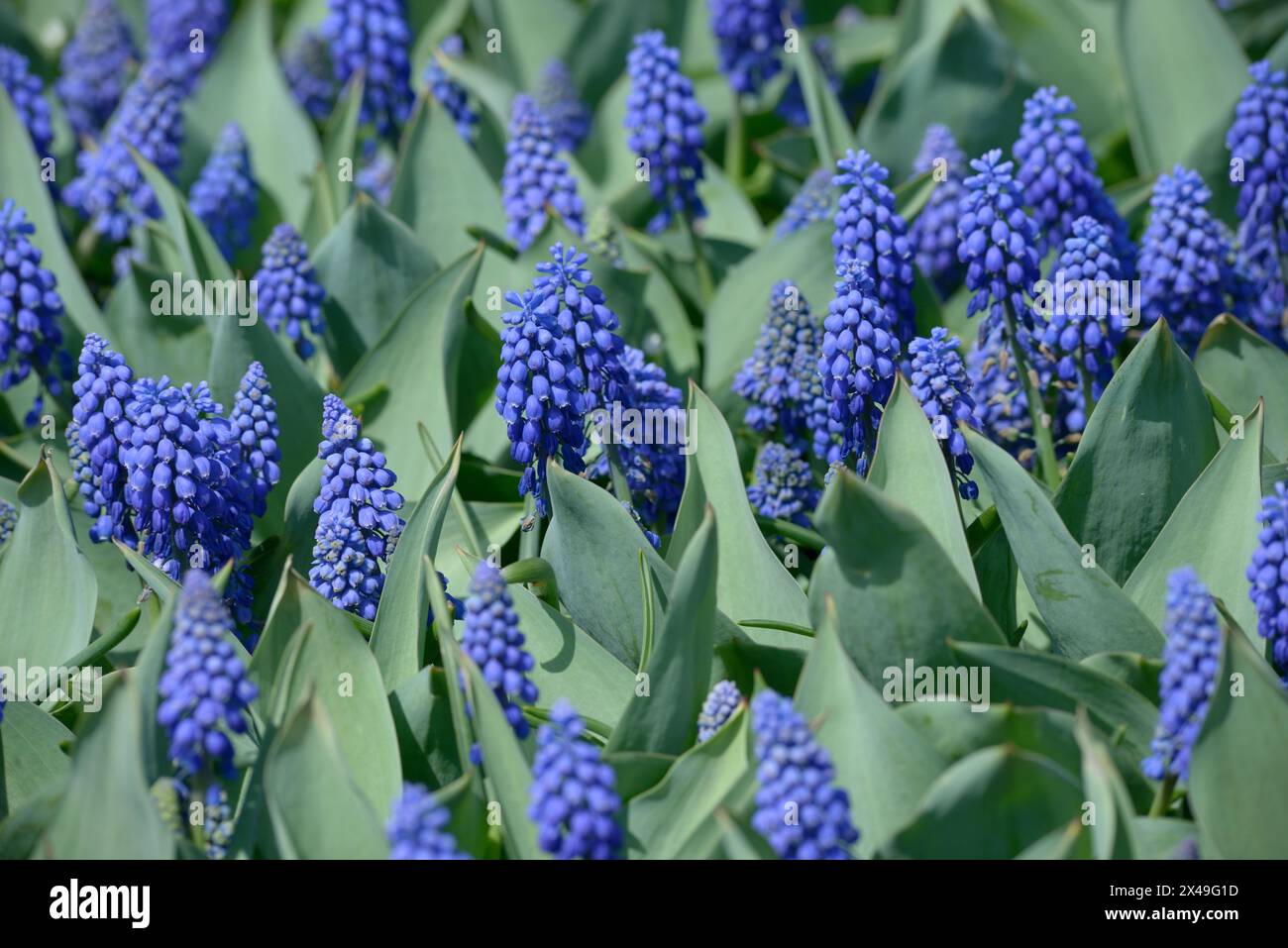 Blue flowers Muscari armeniacum and burgeons growing on the lawn Stock ...