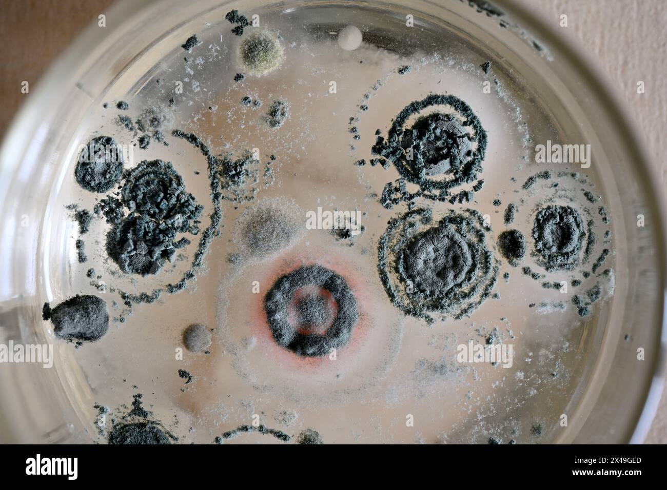 Mold fungi hi-res stock photography and images - Alamy