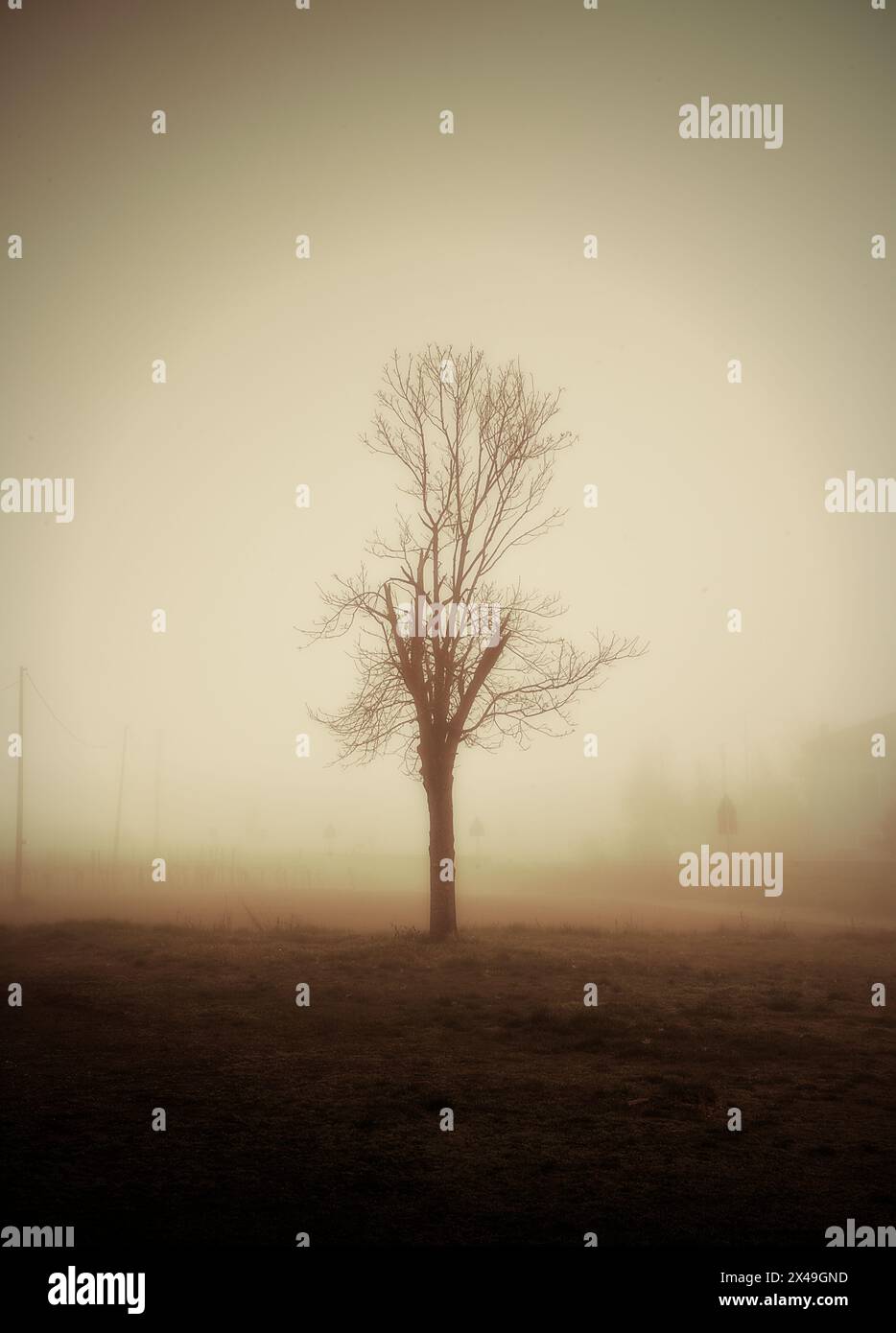sad and lonely tree in an apocalyptic context Stock Photo - Alamy
