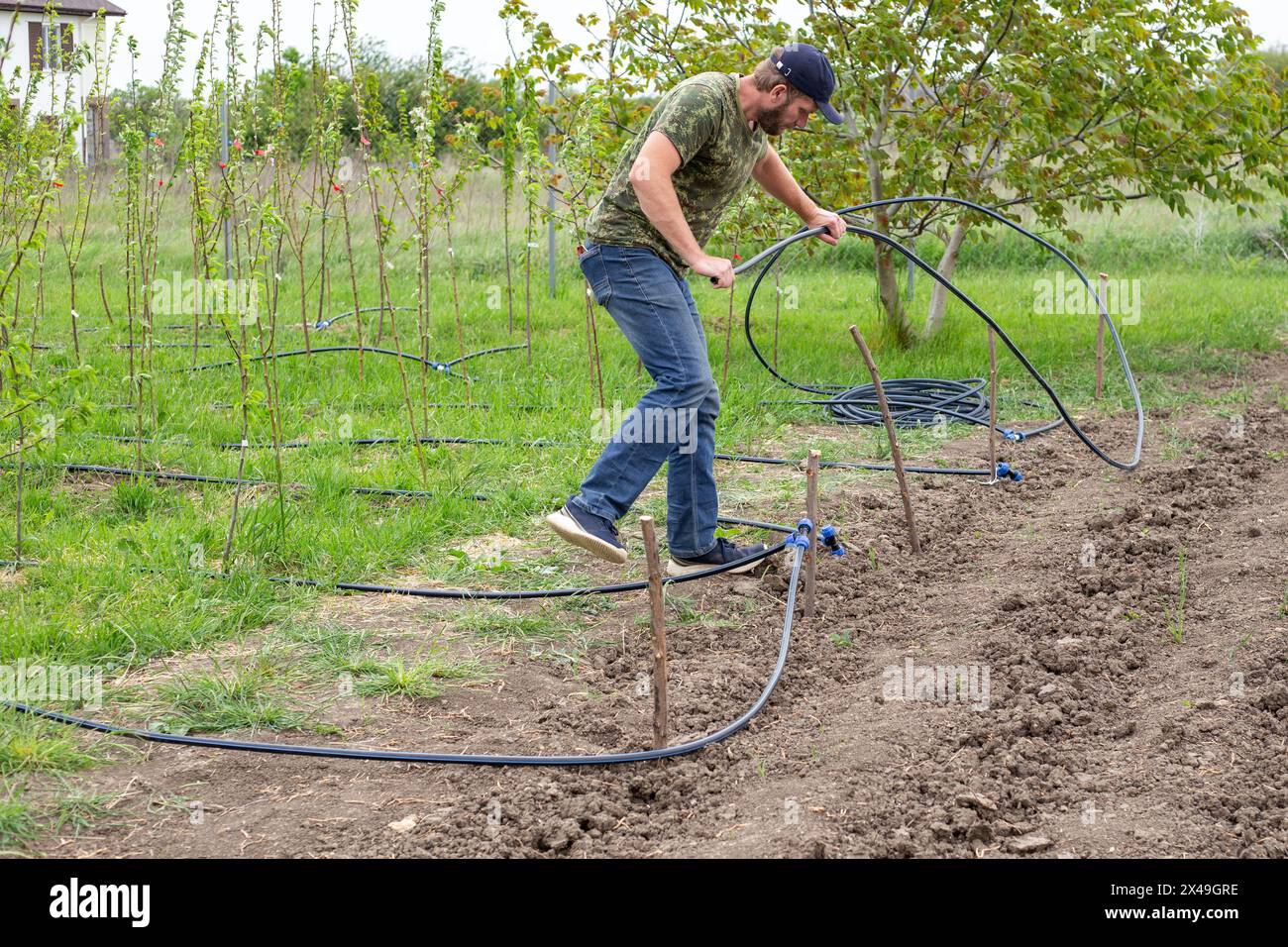 A man lays a plastic pipe to supply water to a drip irrigation system ...