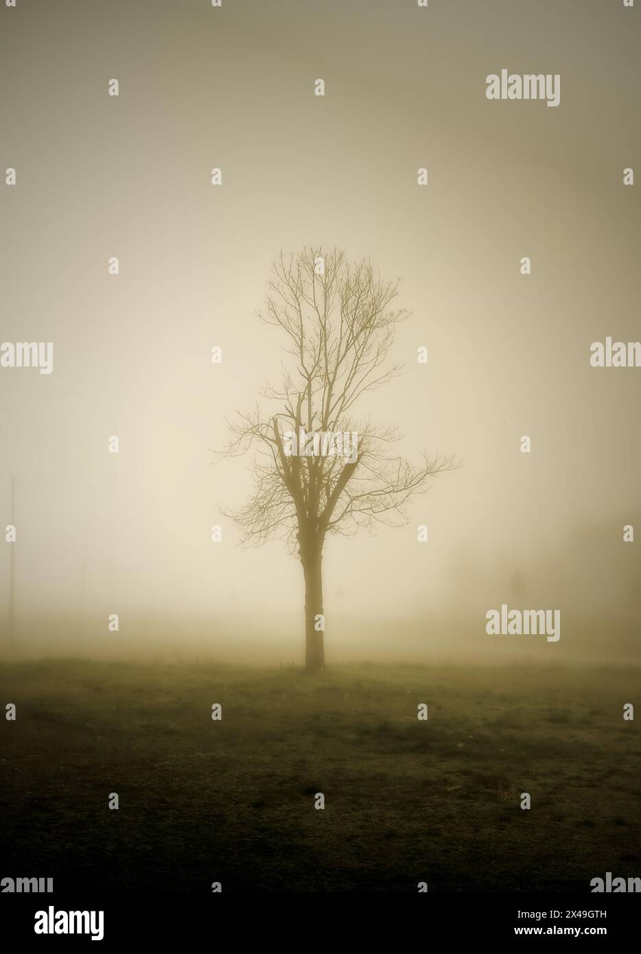 sad and lonely tree in an apocalyptic context Stock Photo - Alamy
