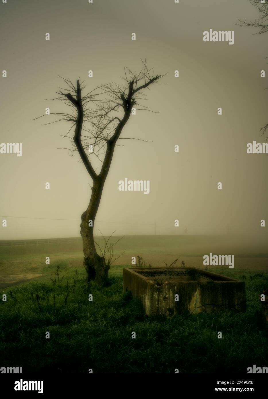 sad and lonely tree in an apocalyptic context Stock Photo - Alamy