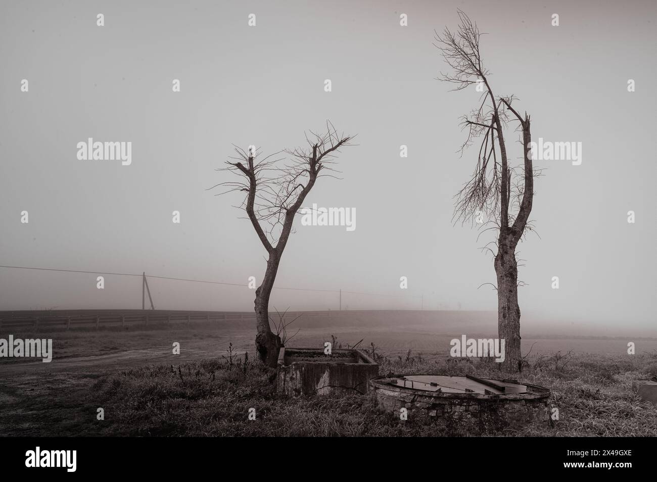 sad and lonely tree in an apocalyptic context Stock Photo - Alamy