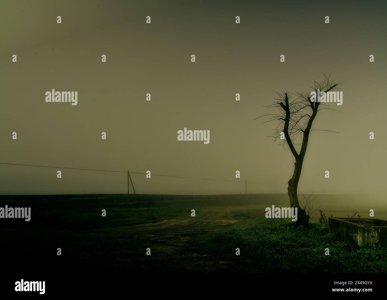 sad and lonely tree in an apocalyptic context Stock Photo - Alamy