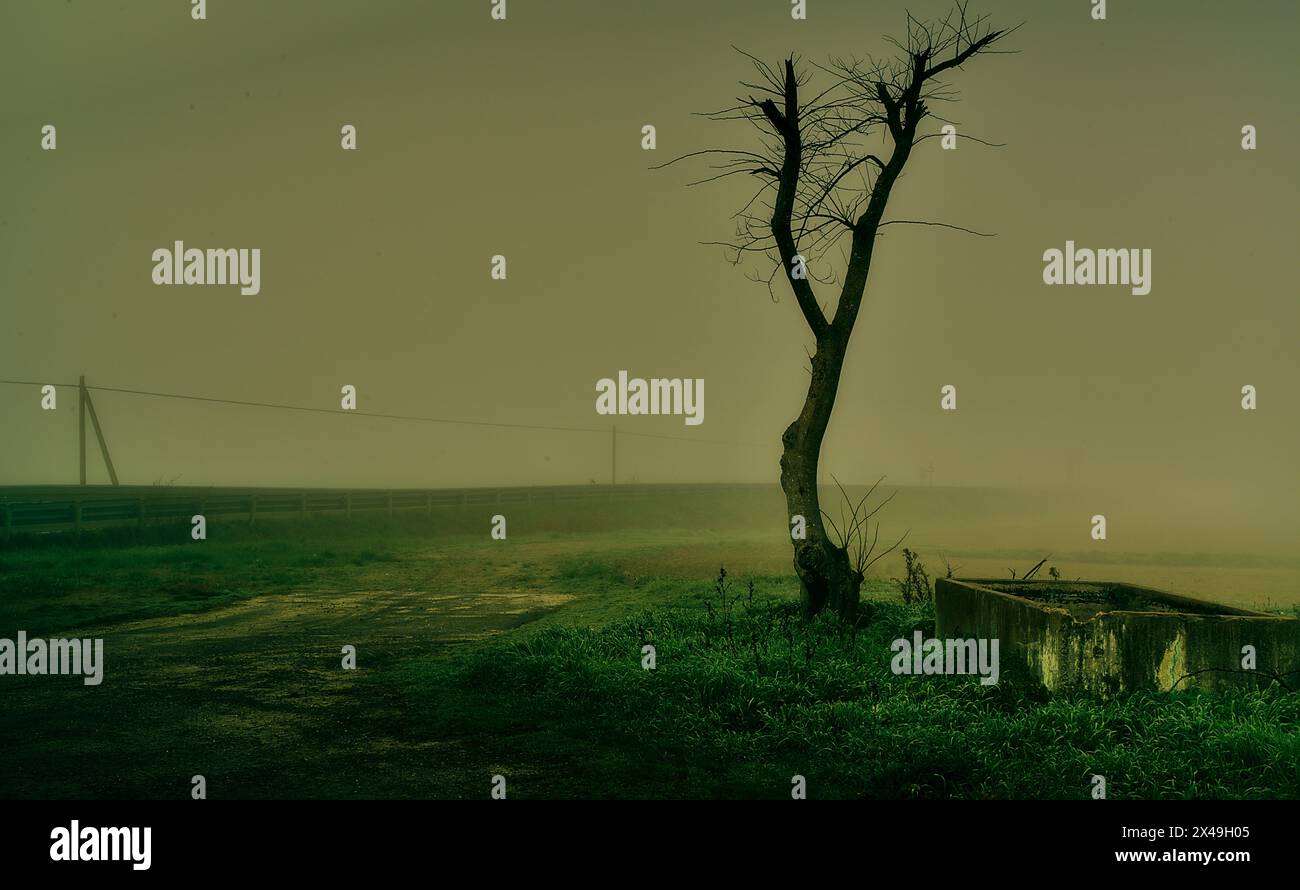 sad and lonely tree in an apocalyptic context Stock Photo - Alamy