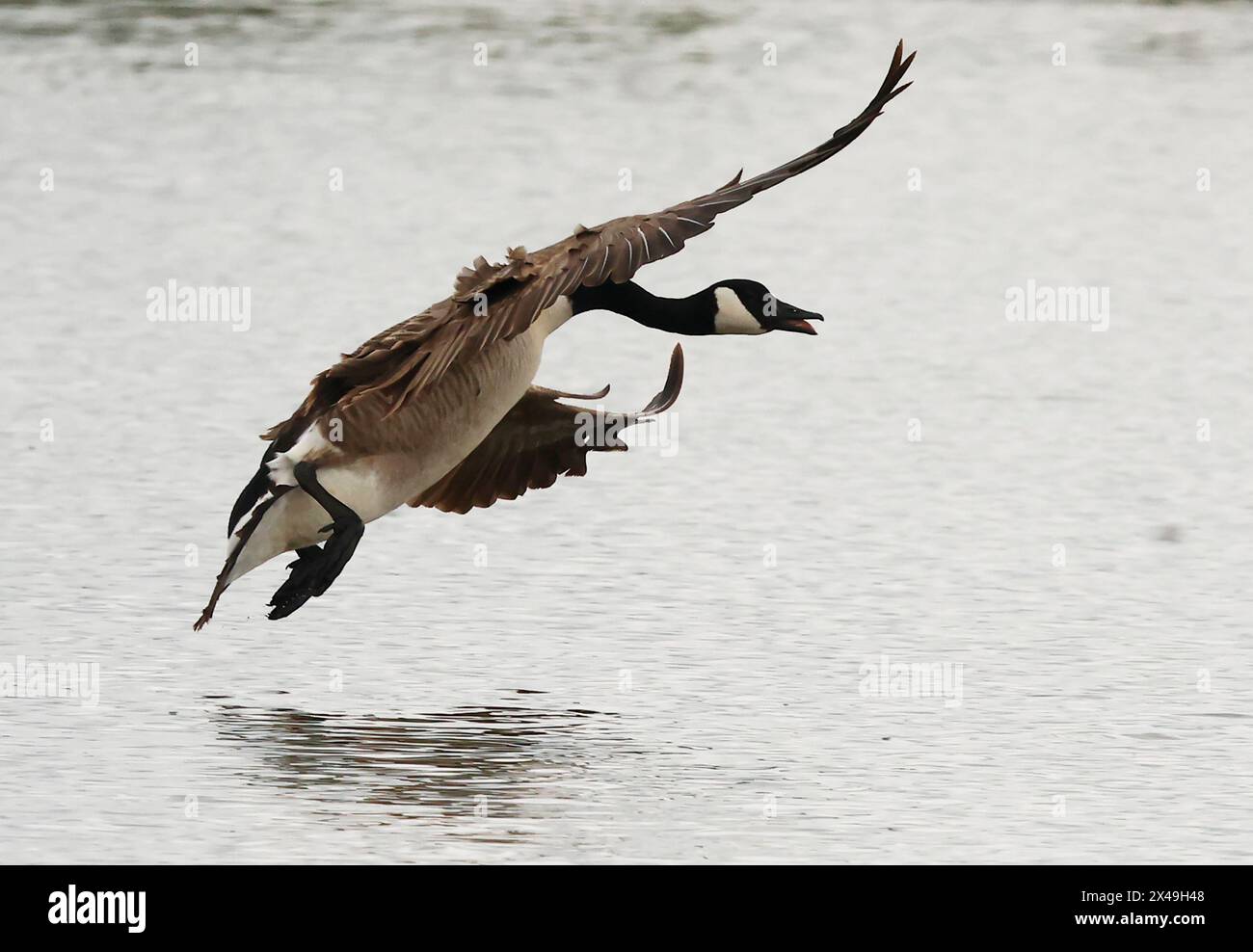 Purfleet Essex, UK. 01st May, 2024. Canada goose in flight at RSPB ...