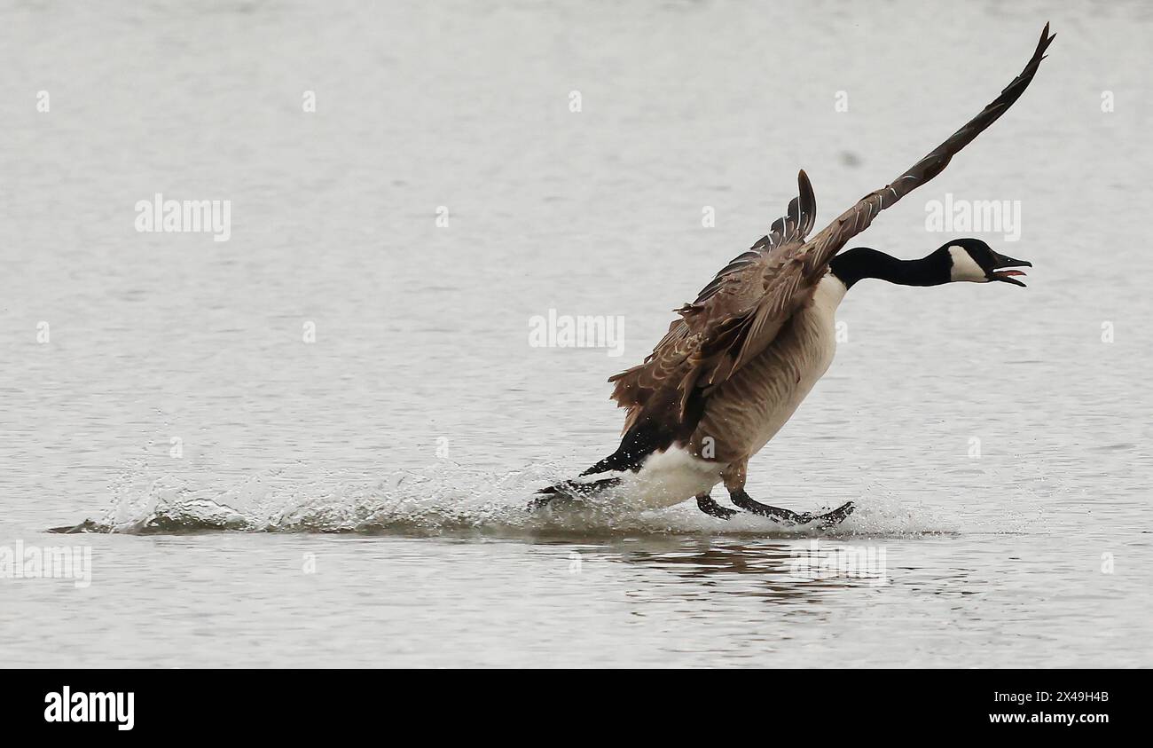 Purfleet Essex, UK. 01st May, 2024. Canada goose in flight at RSPB ...