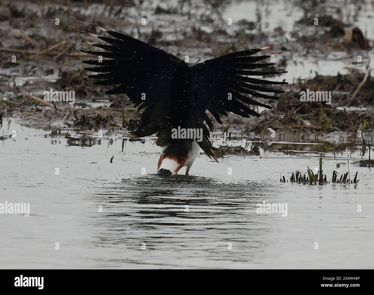 Purfleet Essex, UK. 01st May, 2024. lapwing in flight at RSPB Rainham ...