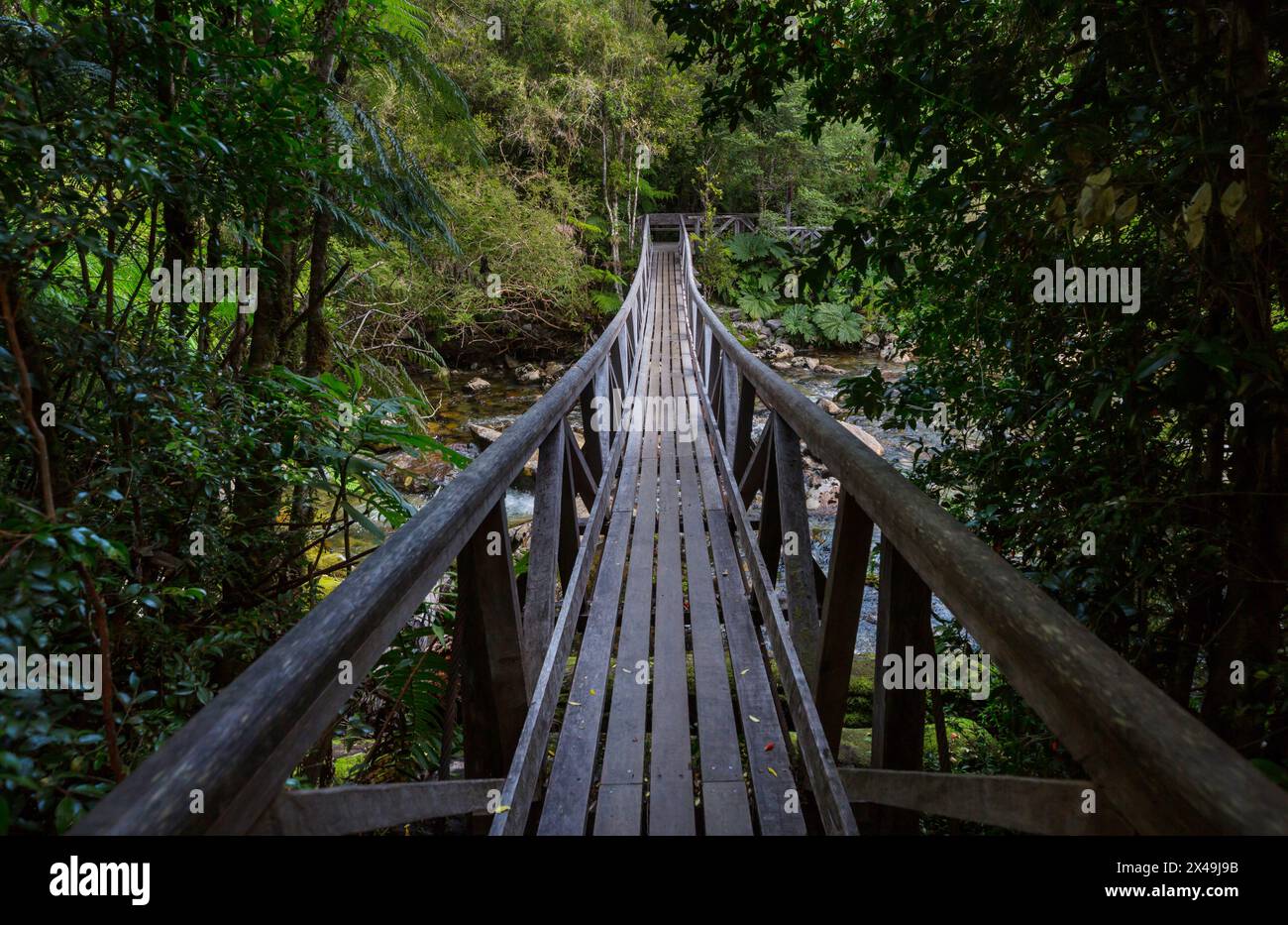 Wooden bridge across river in green forest Stock Photo - Alamy