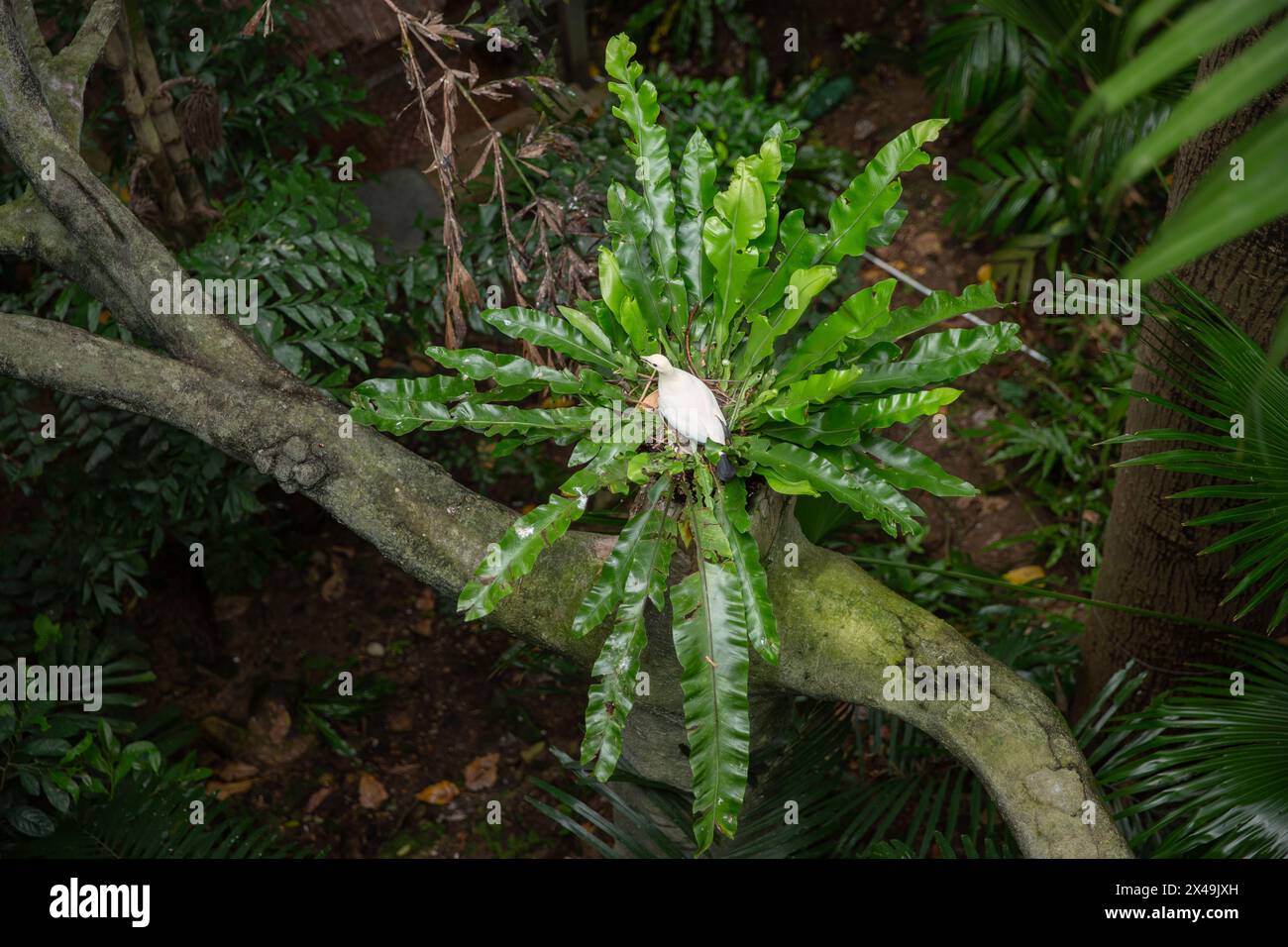 A Pied Imperial pigeon (Ducula bicolor) resting in a Bird's Nest Fern ...