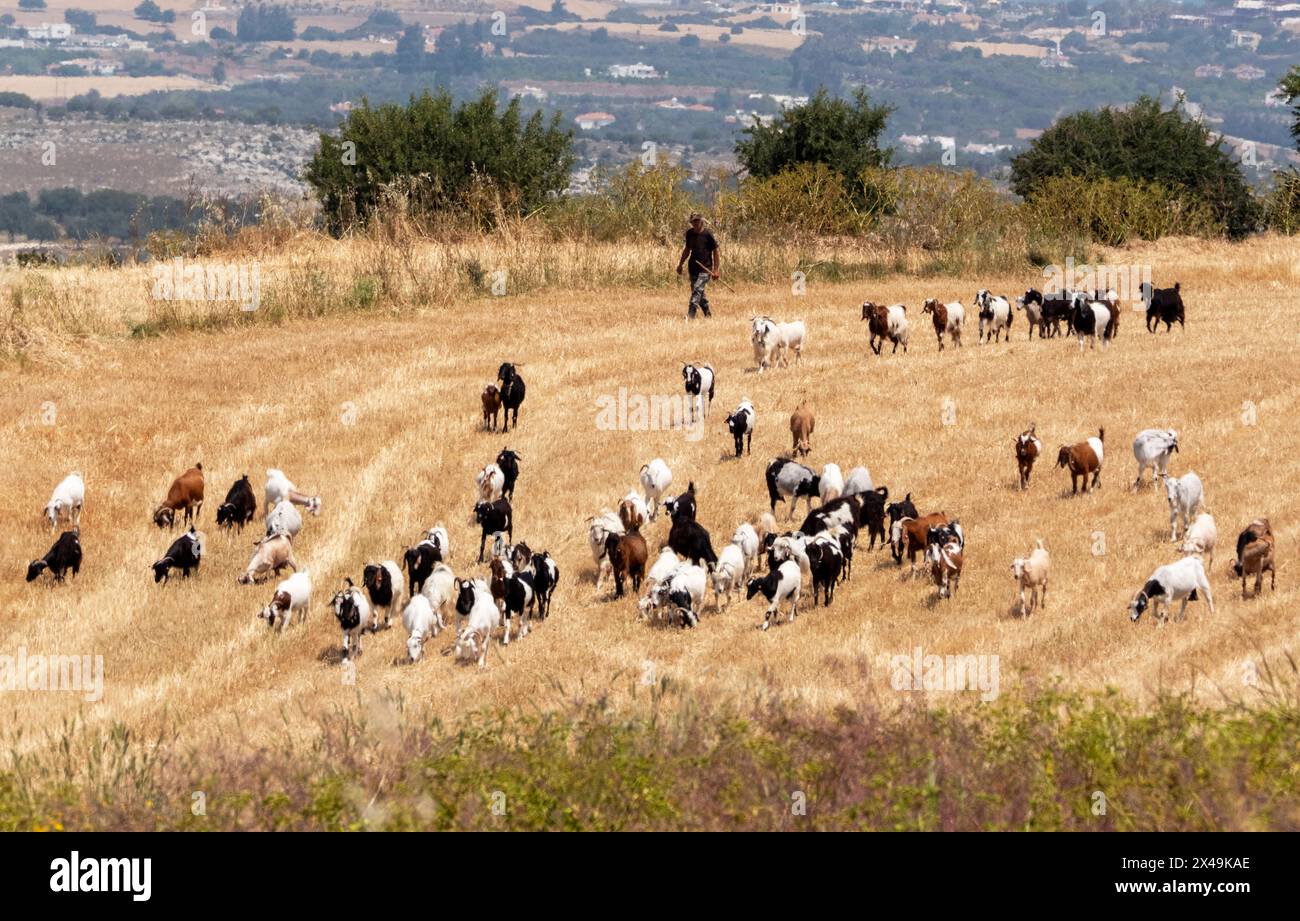 Shepherd herding goats, Droushia, Paphos region, Cyprus Stock Photo - Alamy