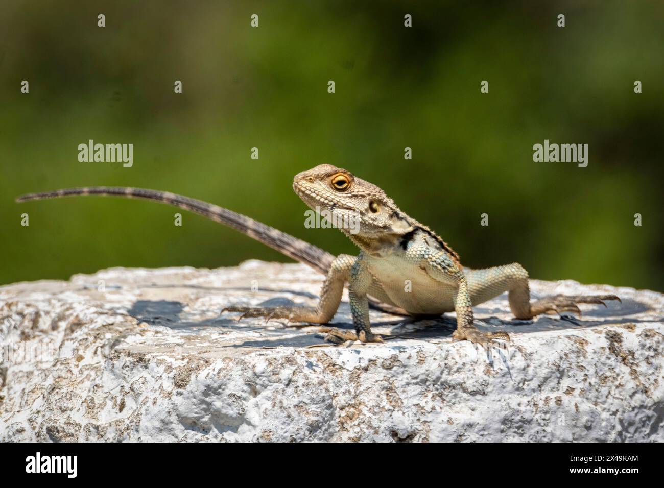 Cyprus Rock Agama, (Stellagama stellio cypriaca) alert, on a stone post ...