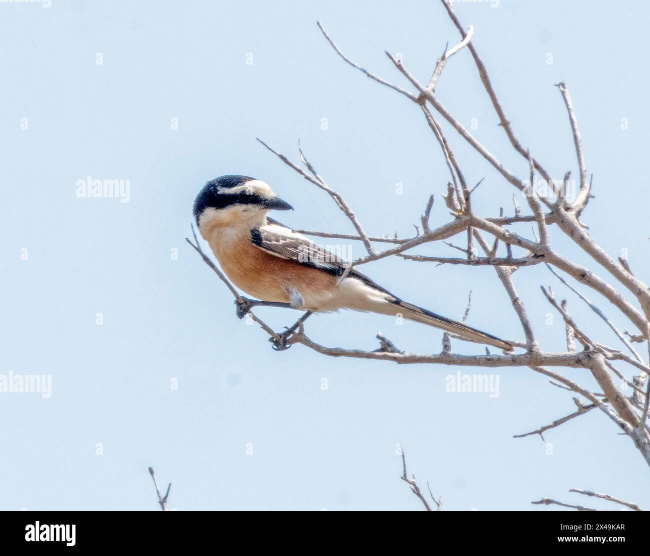 Male Masked Shrike (Lanius nubicus) perched in a tree, Akamas, Cyprus ...