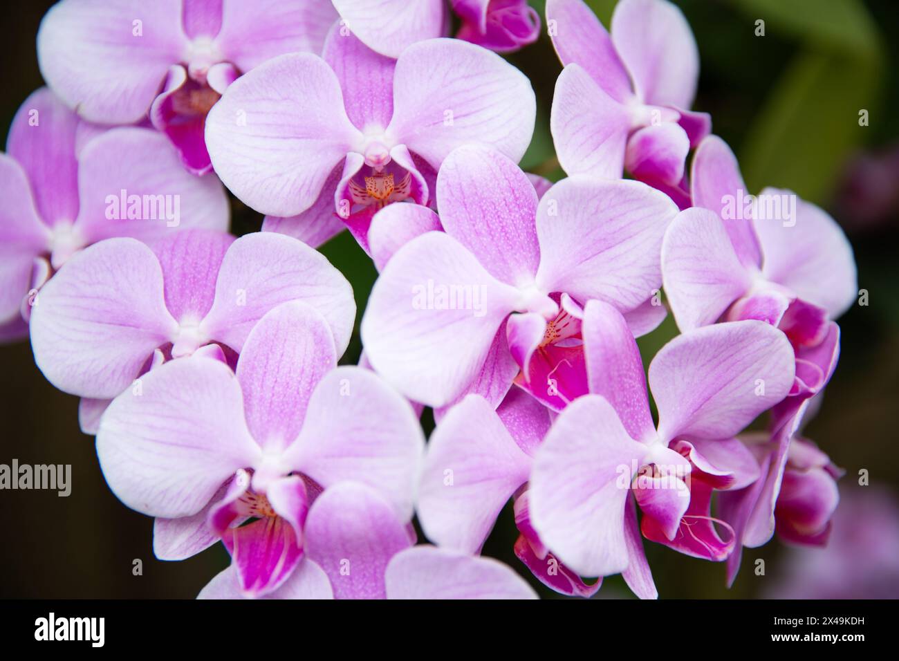 A cluster of lavender moth orchids grow together Stock Photo - Alamy