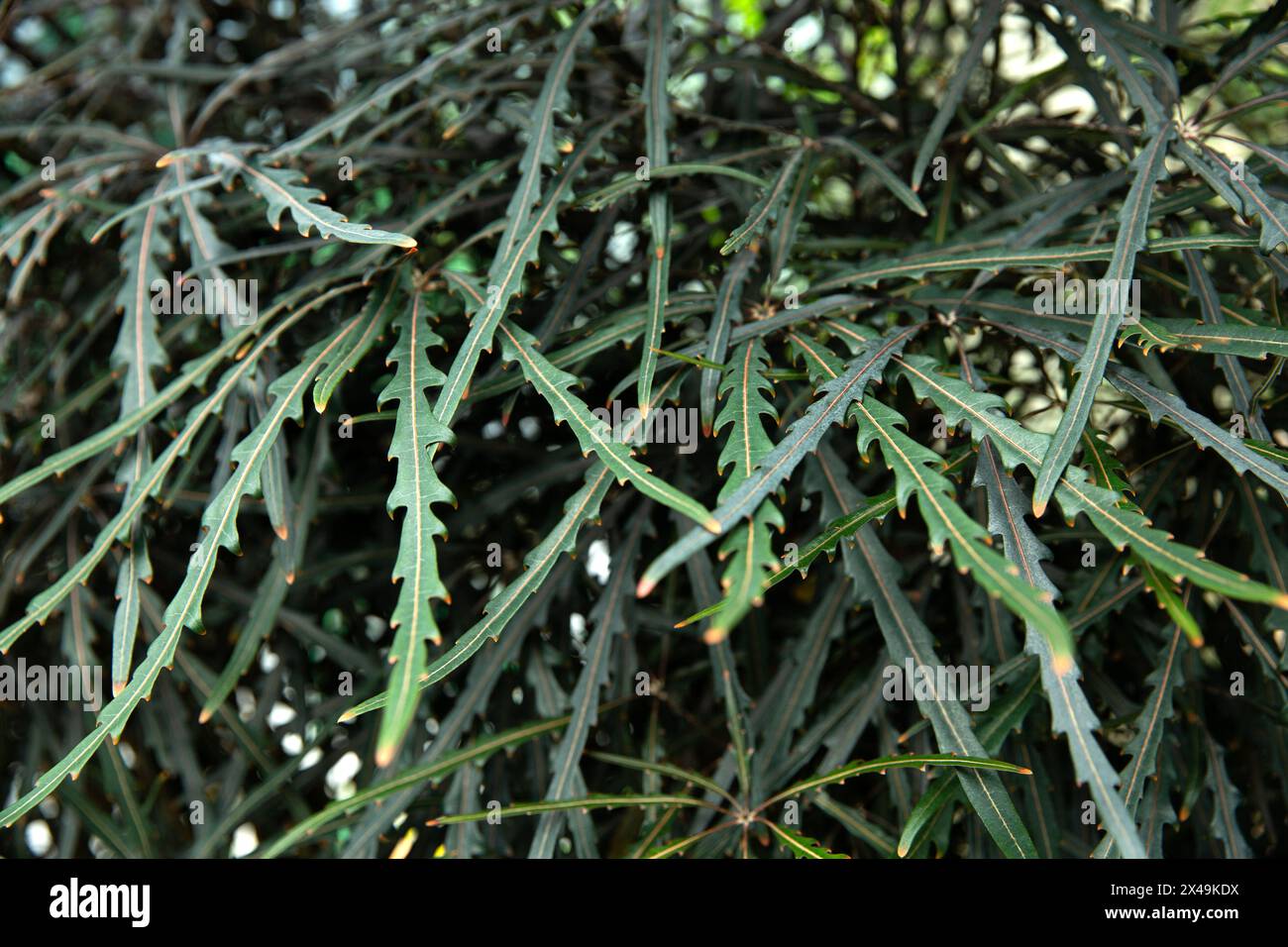 A closer up view of the long thin serrated leaves of a false aralia ...