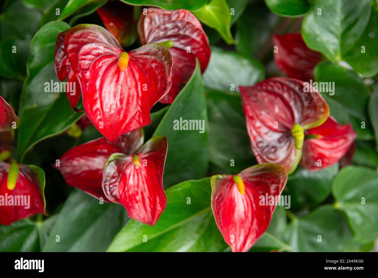 The red heart-shaped leaves of an anthurium plant have a natural shine ...
