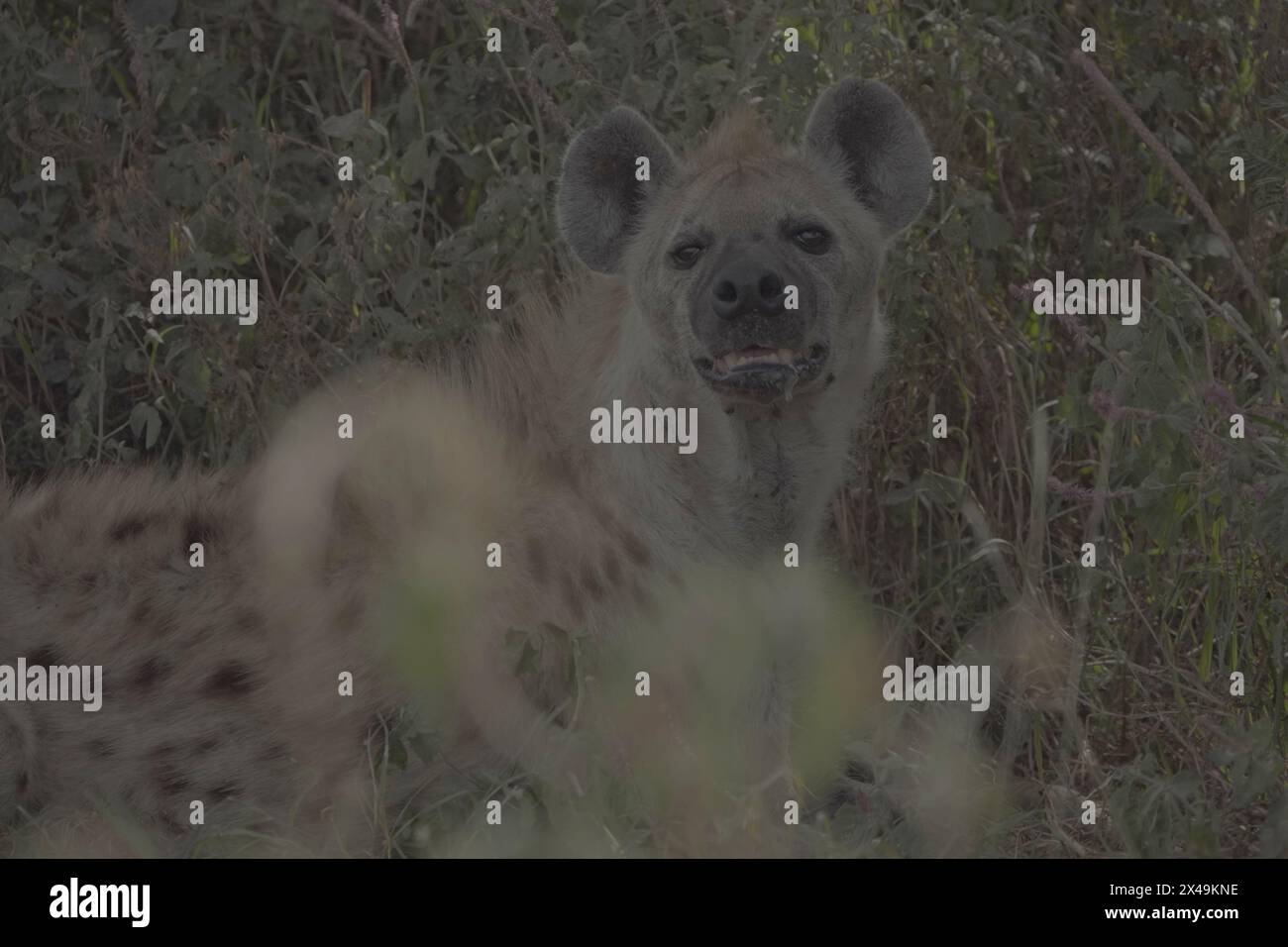 Spotted Hyena Looking Straight at Camera Stock Photo - Alamy