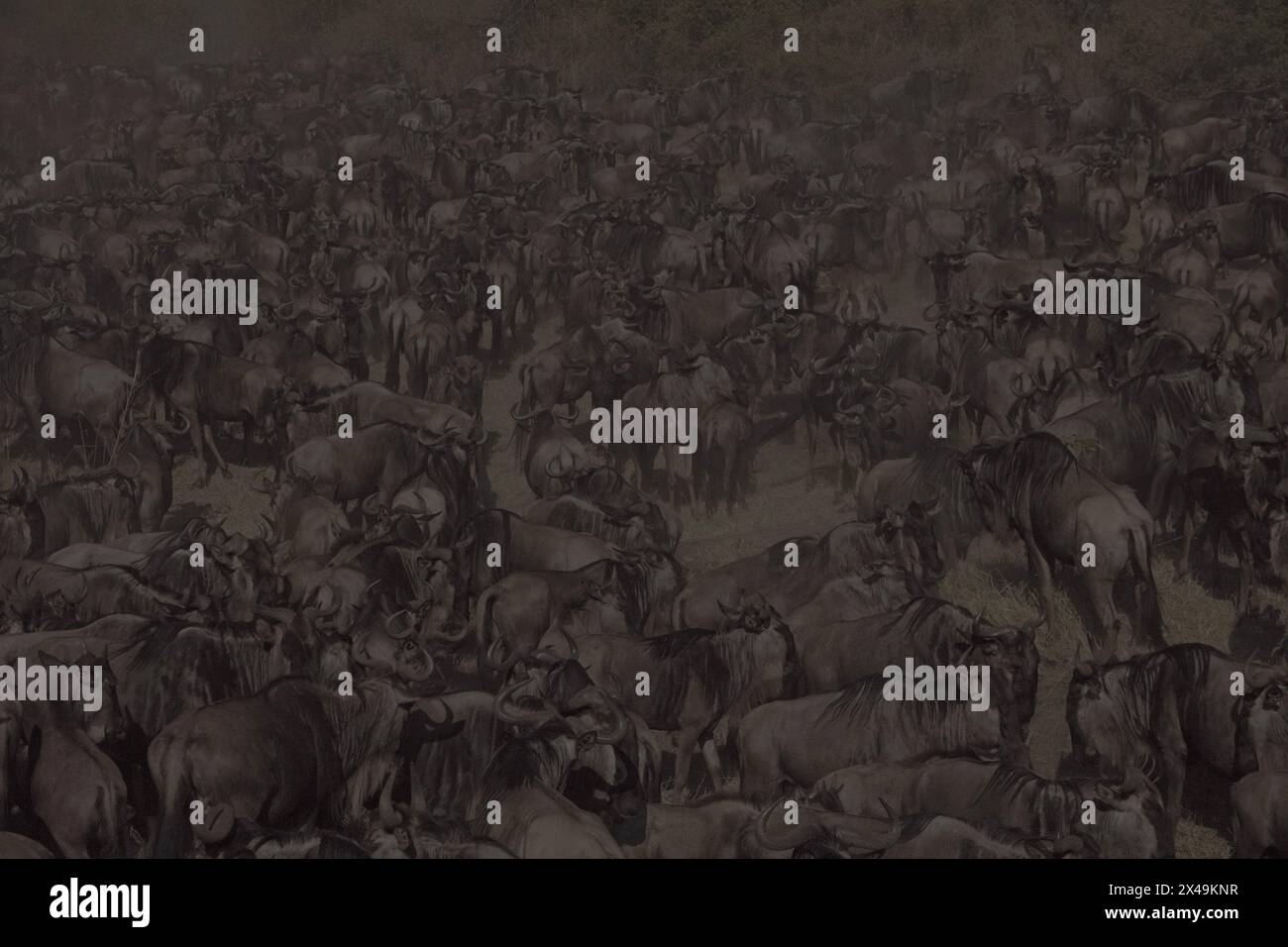 Crowd of Migrating Wildebeest Stock Photo - Alamy