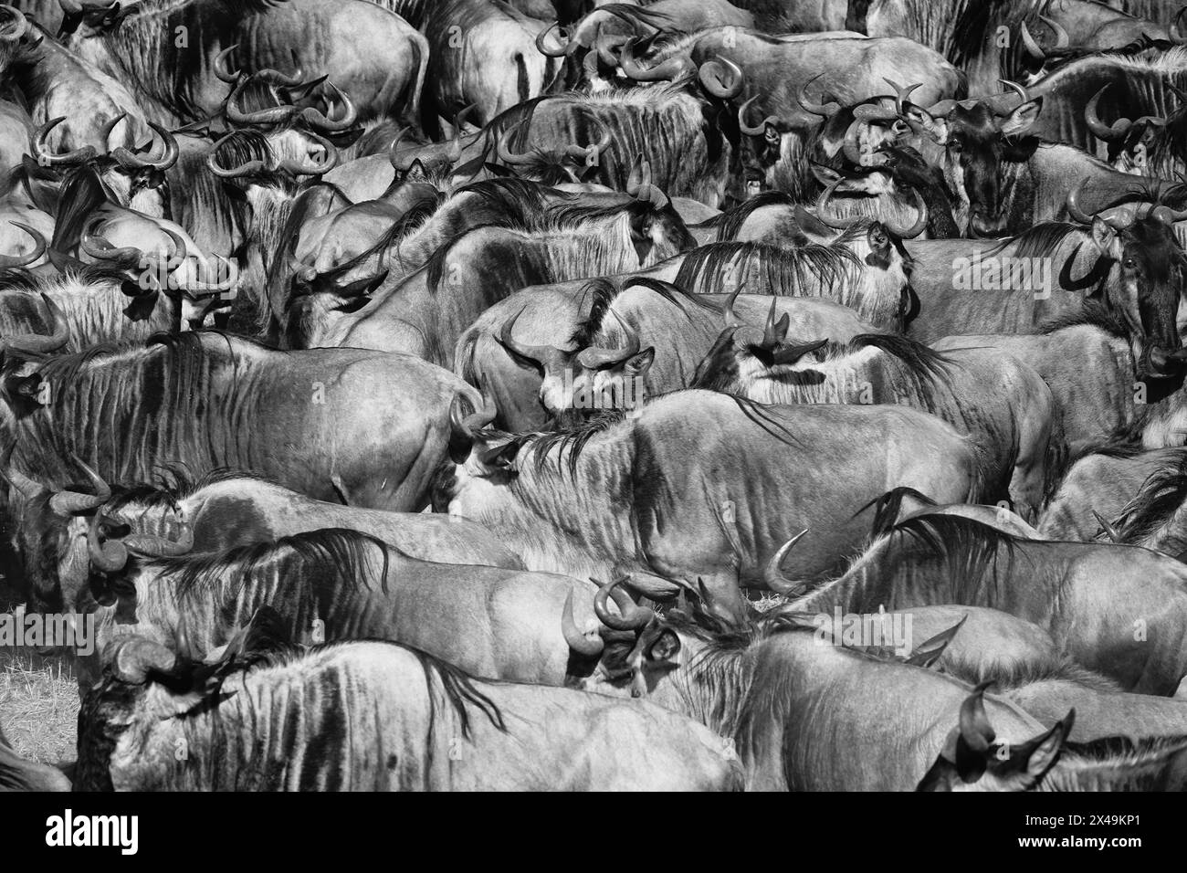 Wildebeest Migration Crowd, Abstract (B&W Stock Photo - Alamy