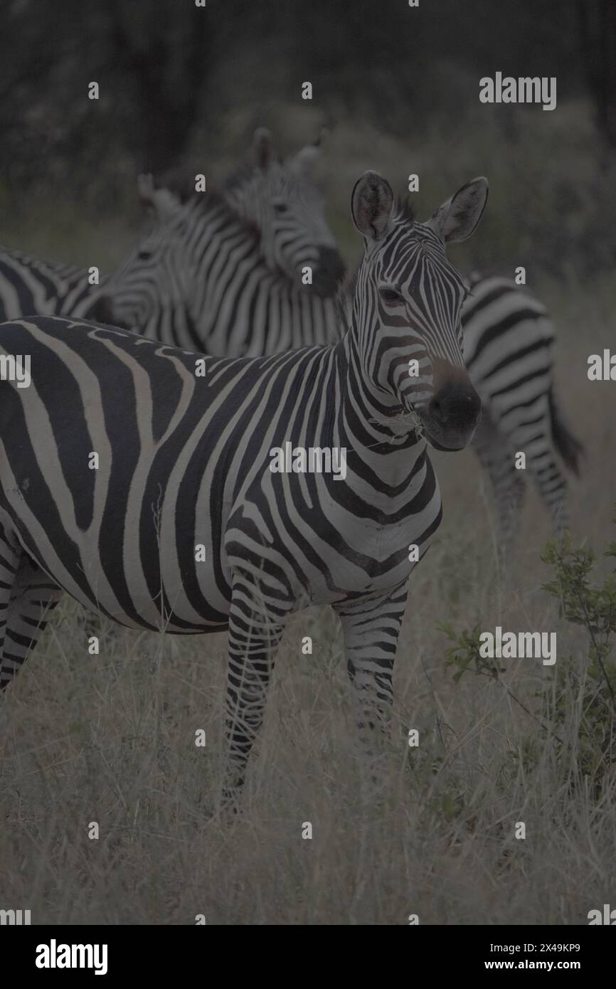 3 Zebra Relaxing, Tanzania Stock Photo - Alamy