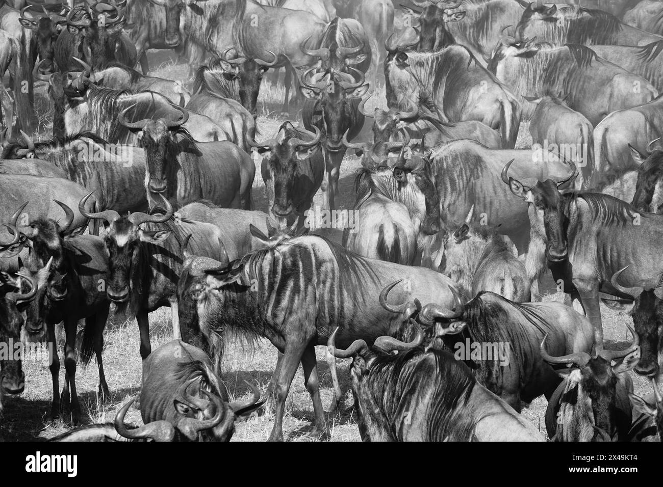 Crowd of Migrating Wildebeest (B&W Stock Photo - Alamy