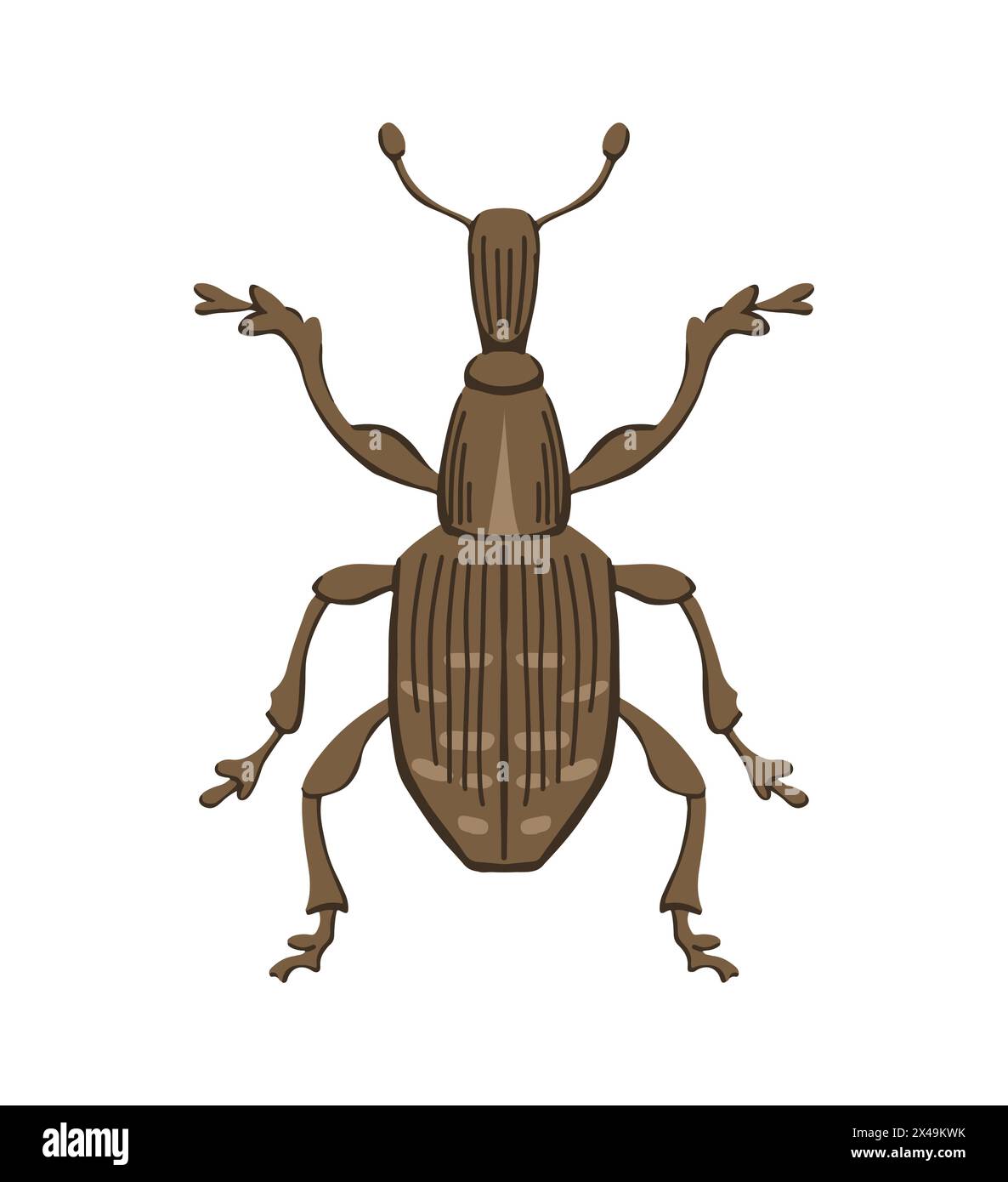 Large pine weevil. Insect pest. View from above closeup. Problem in ...