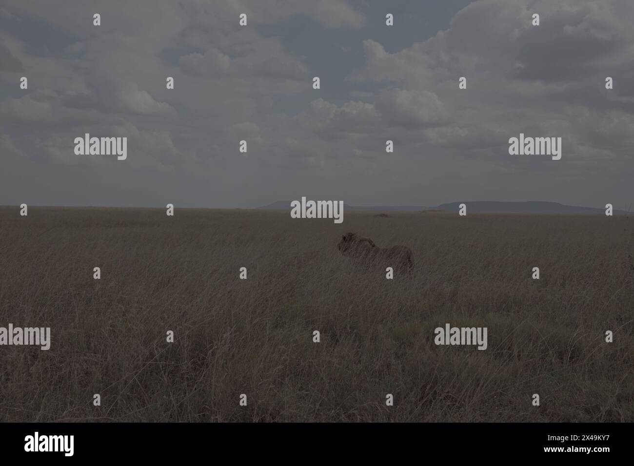 Male lion mane young hi-res stock photography and images - Alamy