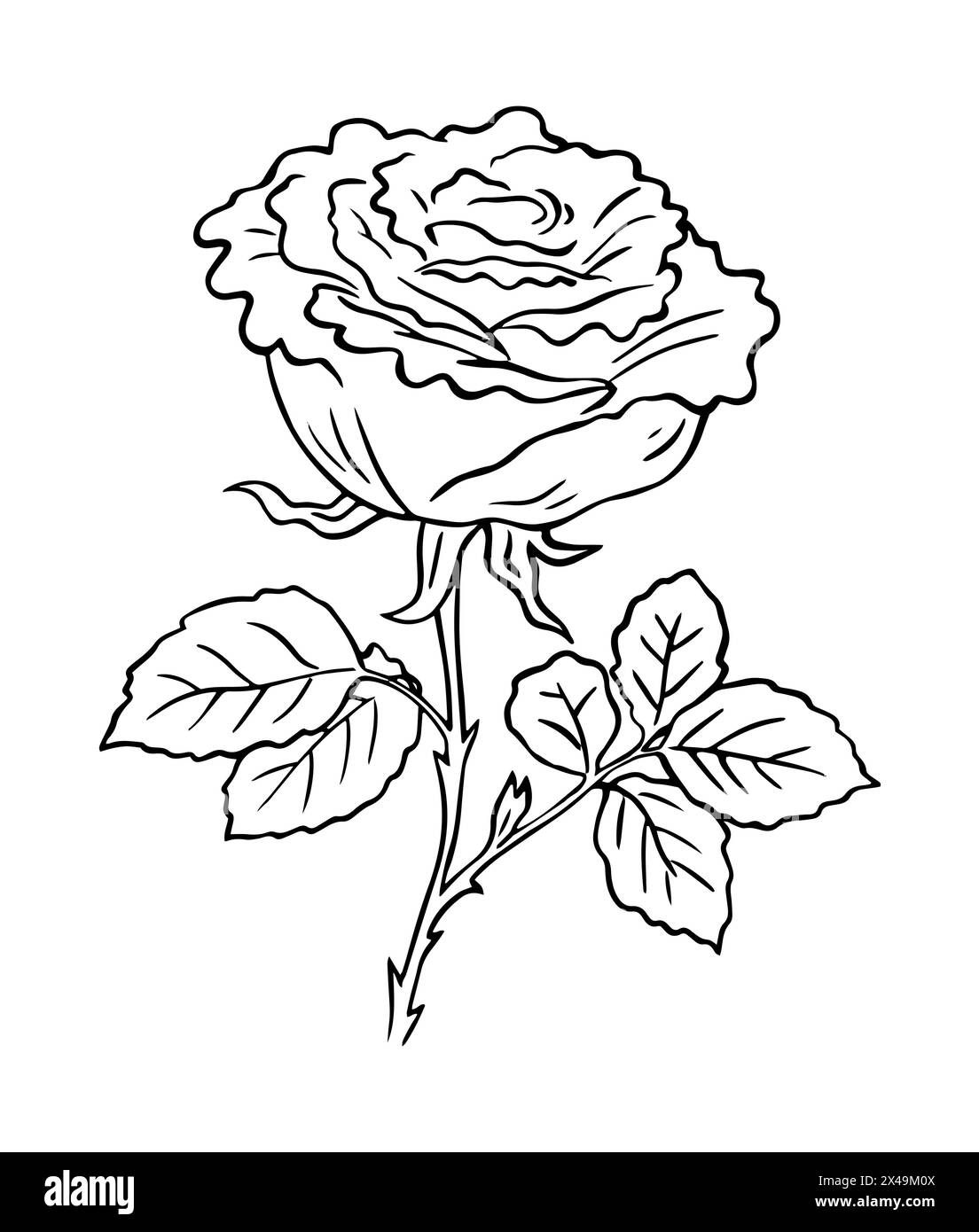 Hand drawn rose flower Black and White Stock Photos & Images - Alamy