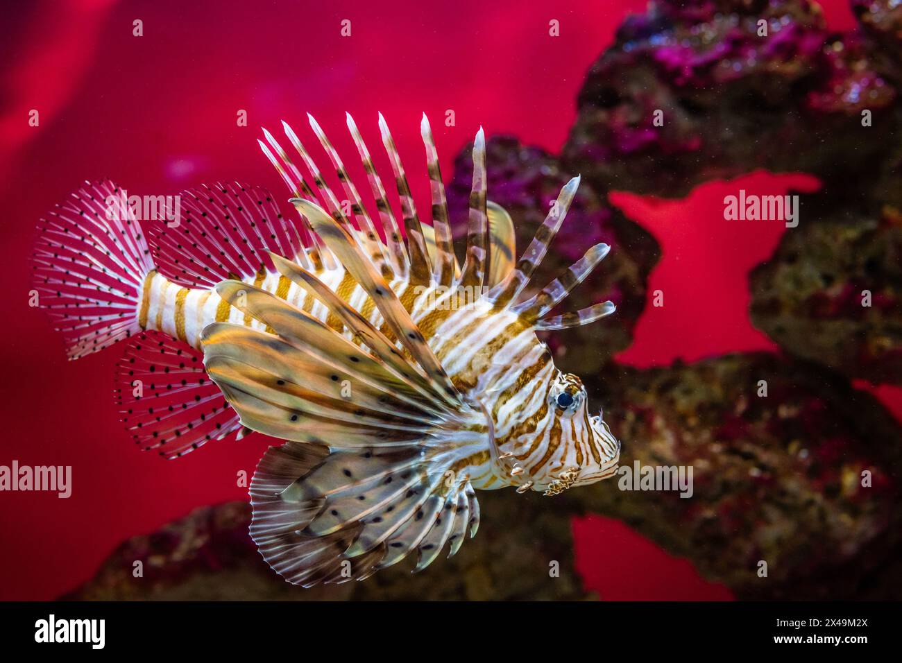 Beautiful Red Lion fish Lionfish Pterois antennata Stock Photo - Alamy