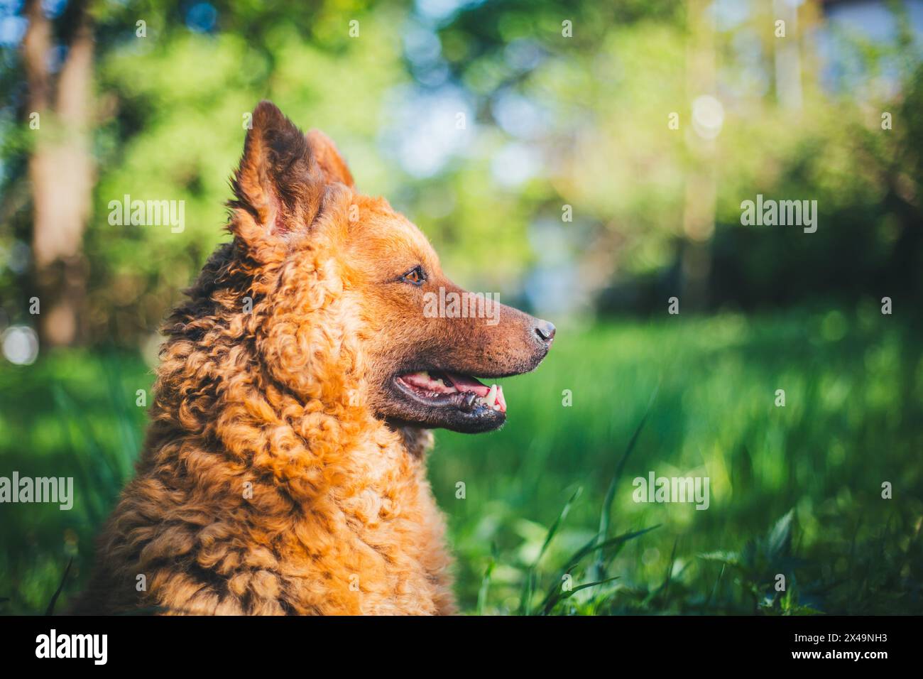 Old German Sheepdog (Westerwälder Kuhhund Stock Photo - Alamy
