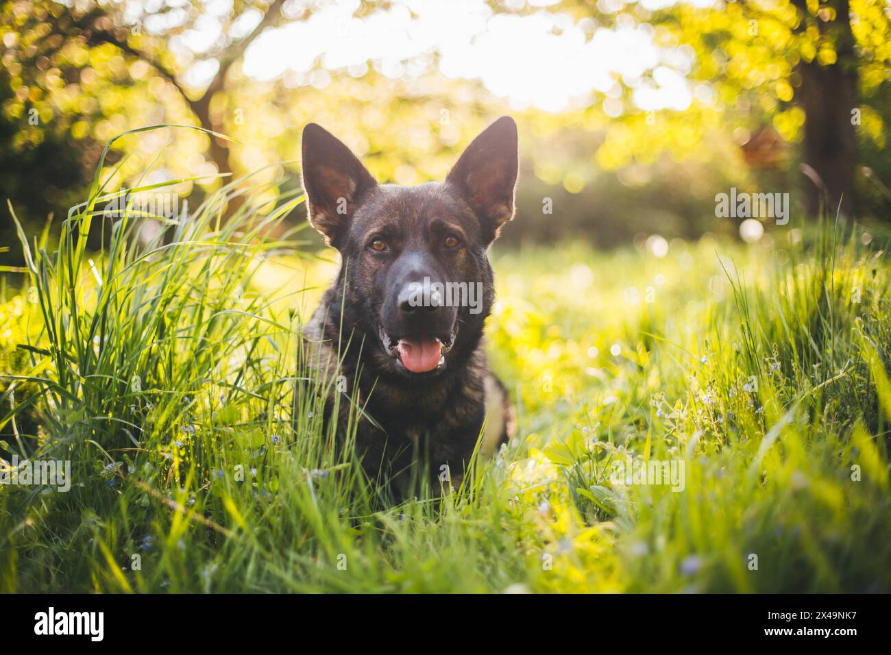 Working line German Shepherd Dog (Alsatian Stock Photo - Alamy
