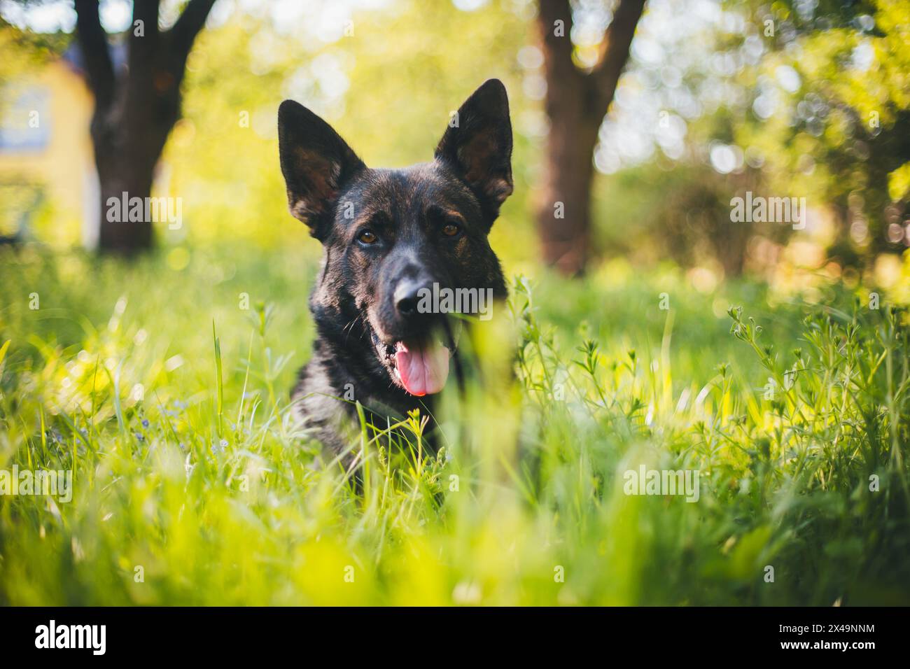 Working line German Shepherd Dog (Alsatian Stock Photo - Alamy