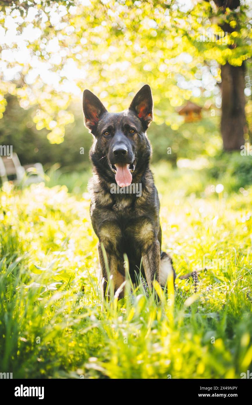 Working line German Shepherd Dog (Alsatian Stock Photo - Alamy