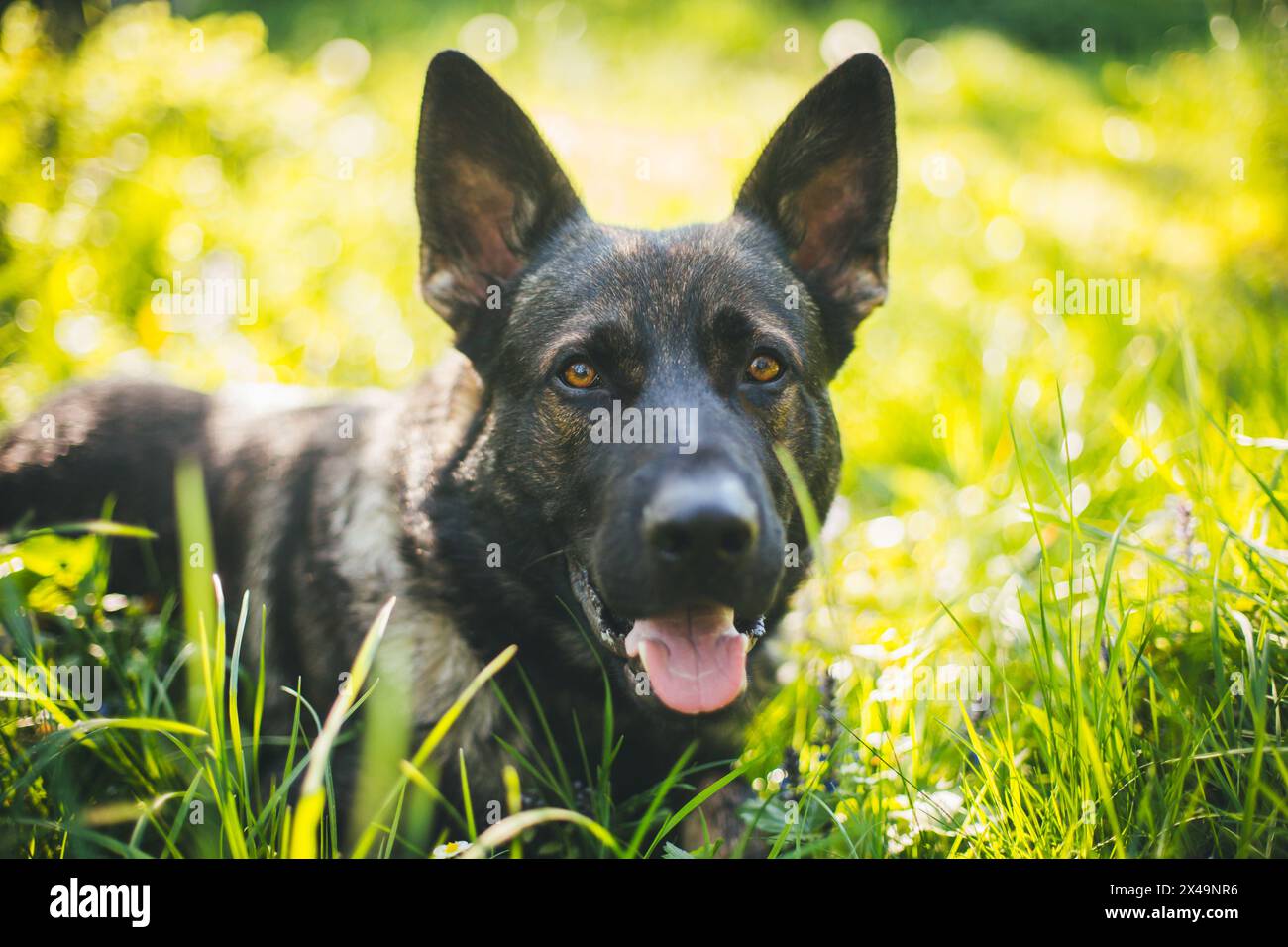 Working line German Shepherd Dog (Alsatian Stock Photo - Alamy