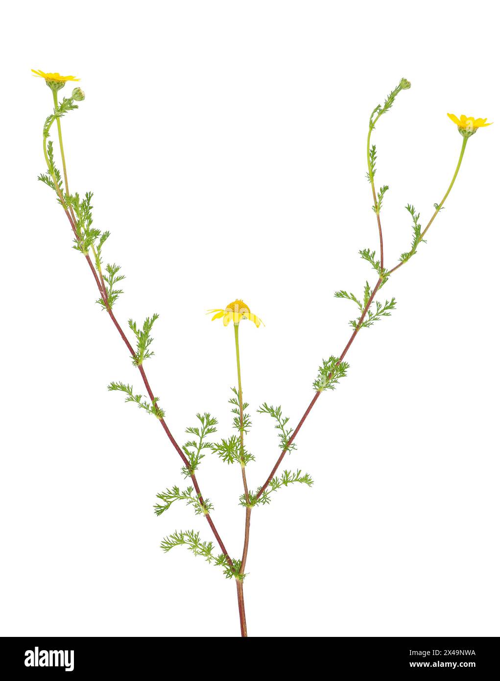 Yellow Anacyclus isolated on white background, Anacyclus radiatus Stock ...